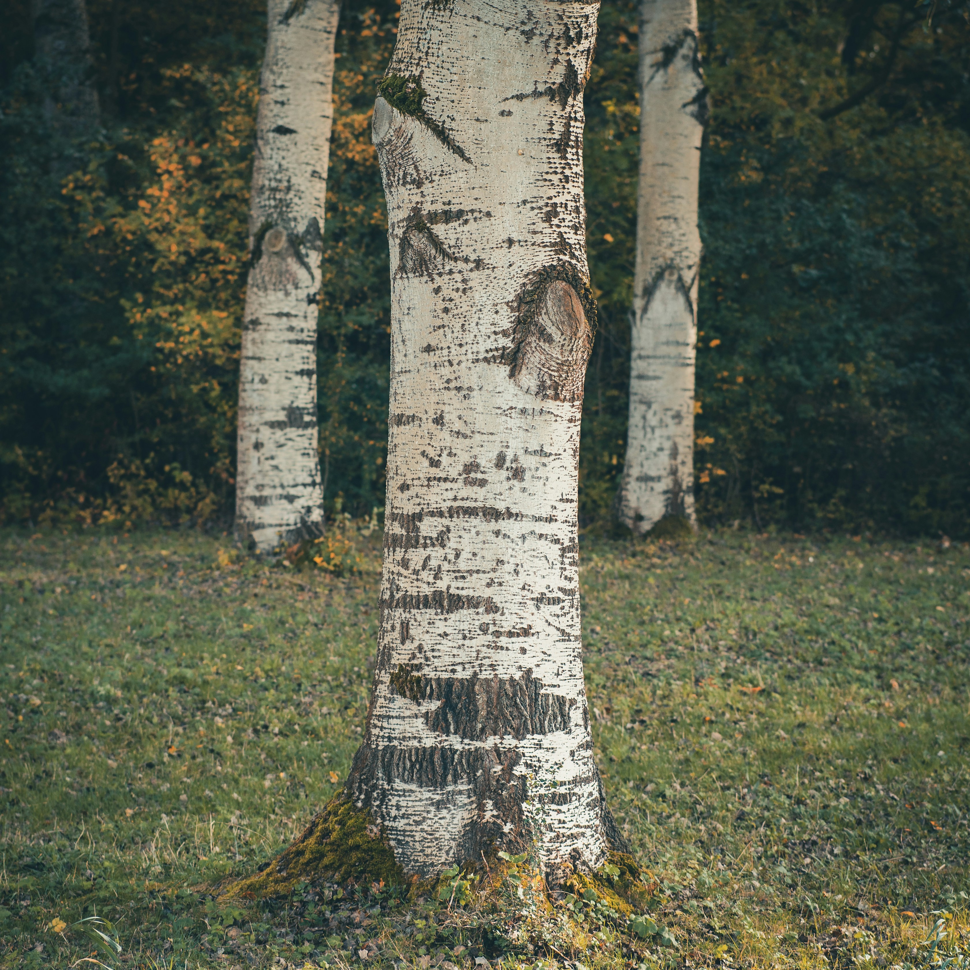 Birch Sentinels in a Quiet Clearing: A Textured Trunk Portrait
