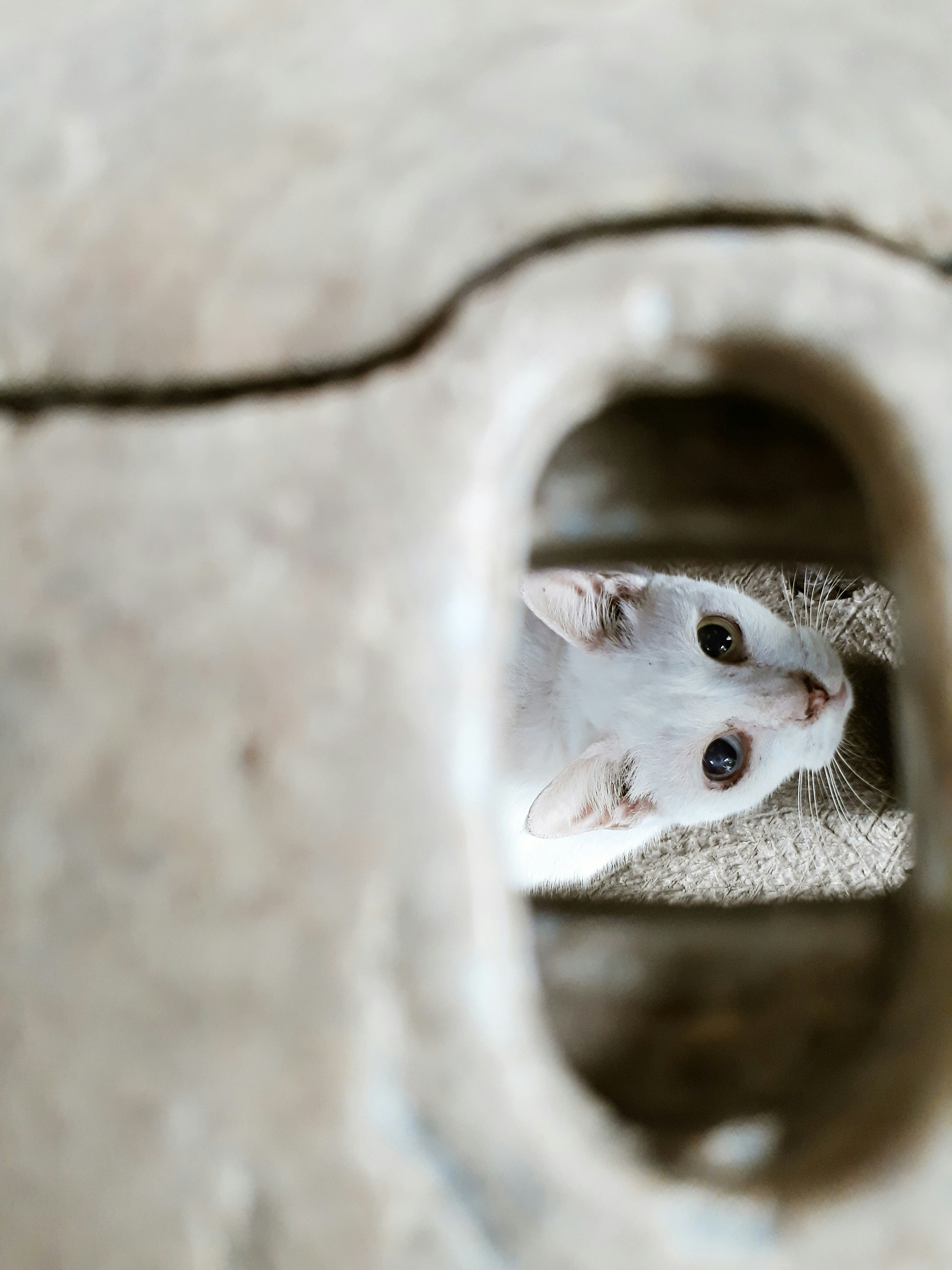 White kitten peeks through a weathered circular knot-hole in wood, its curious eyes peering out.