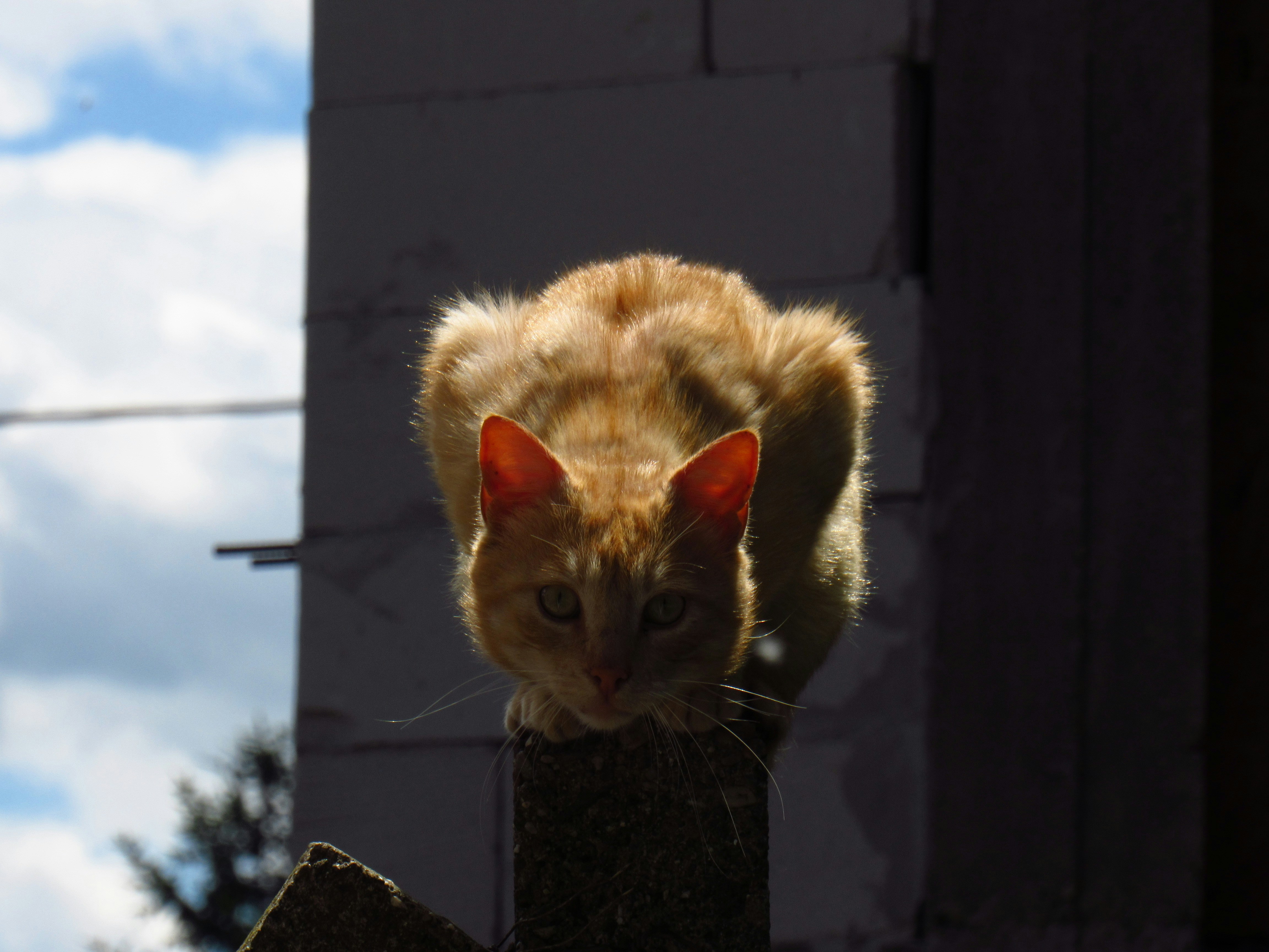 An orange cat crouches atop a stone post, poised and alert against a backdrop of cloudy skies.