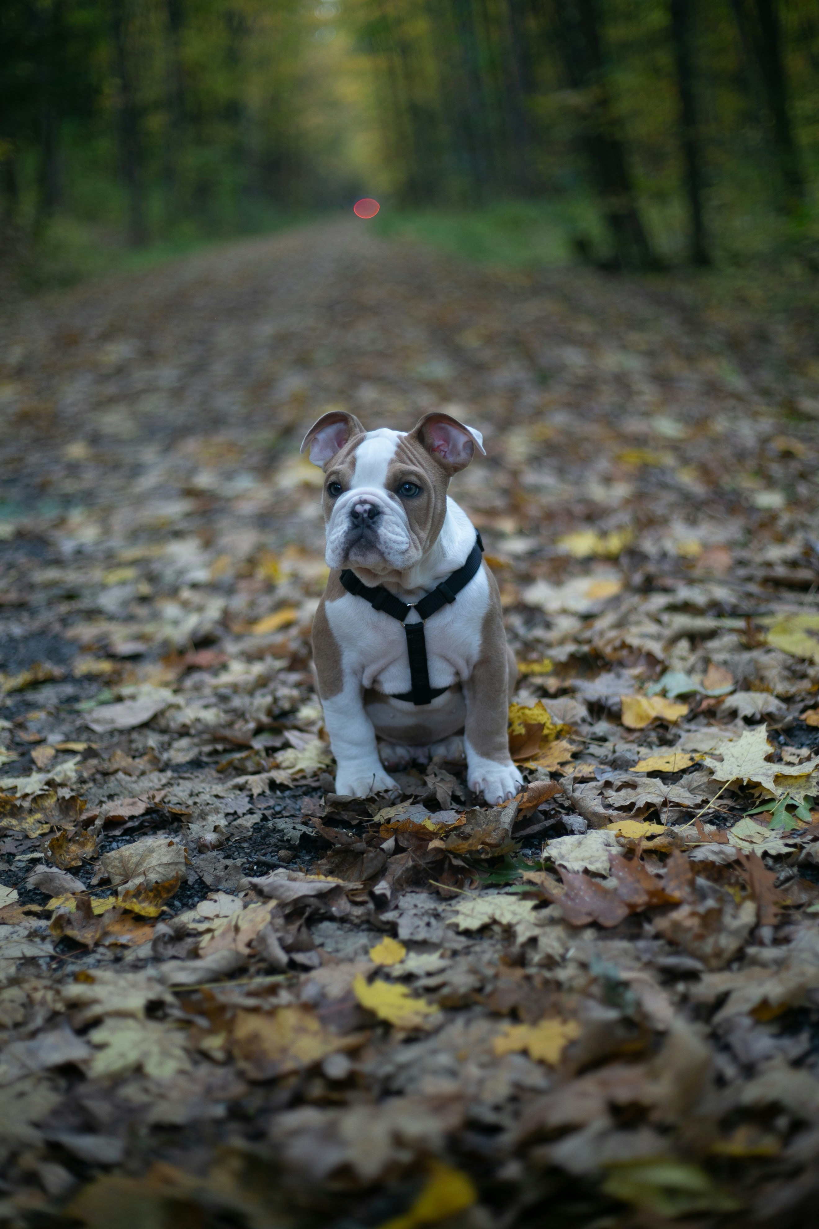 Grounded in Autumn: A Curious Puppy Commands the Leaf-Littered Path