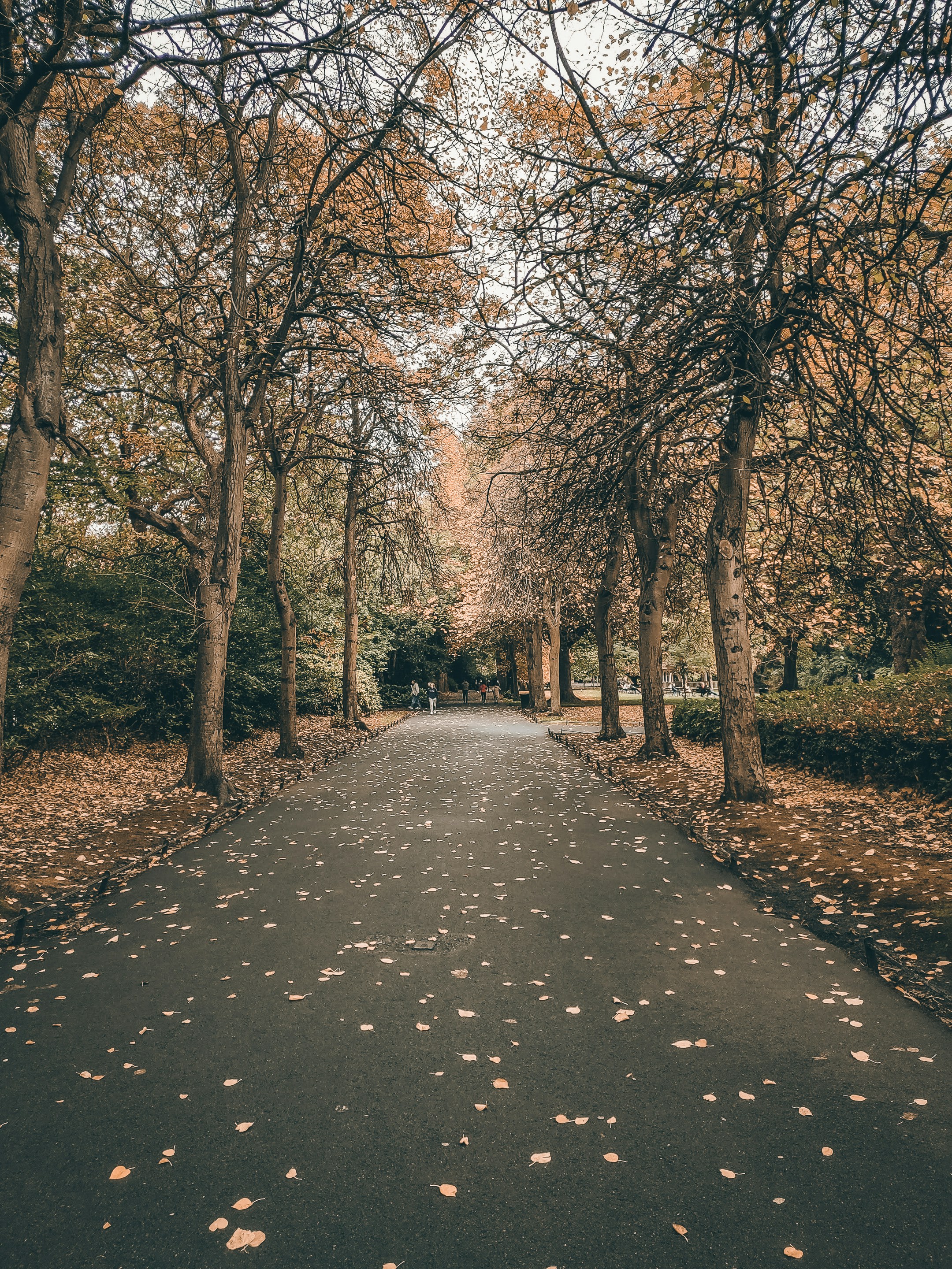 Trees near road photo – Free Asphalt Image on Unsplash