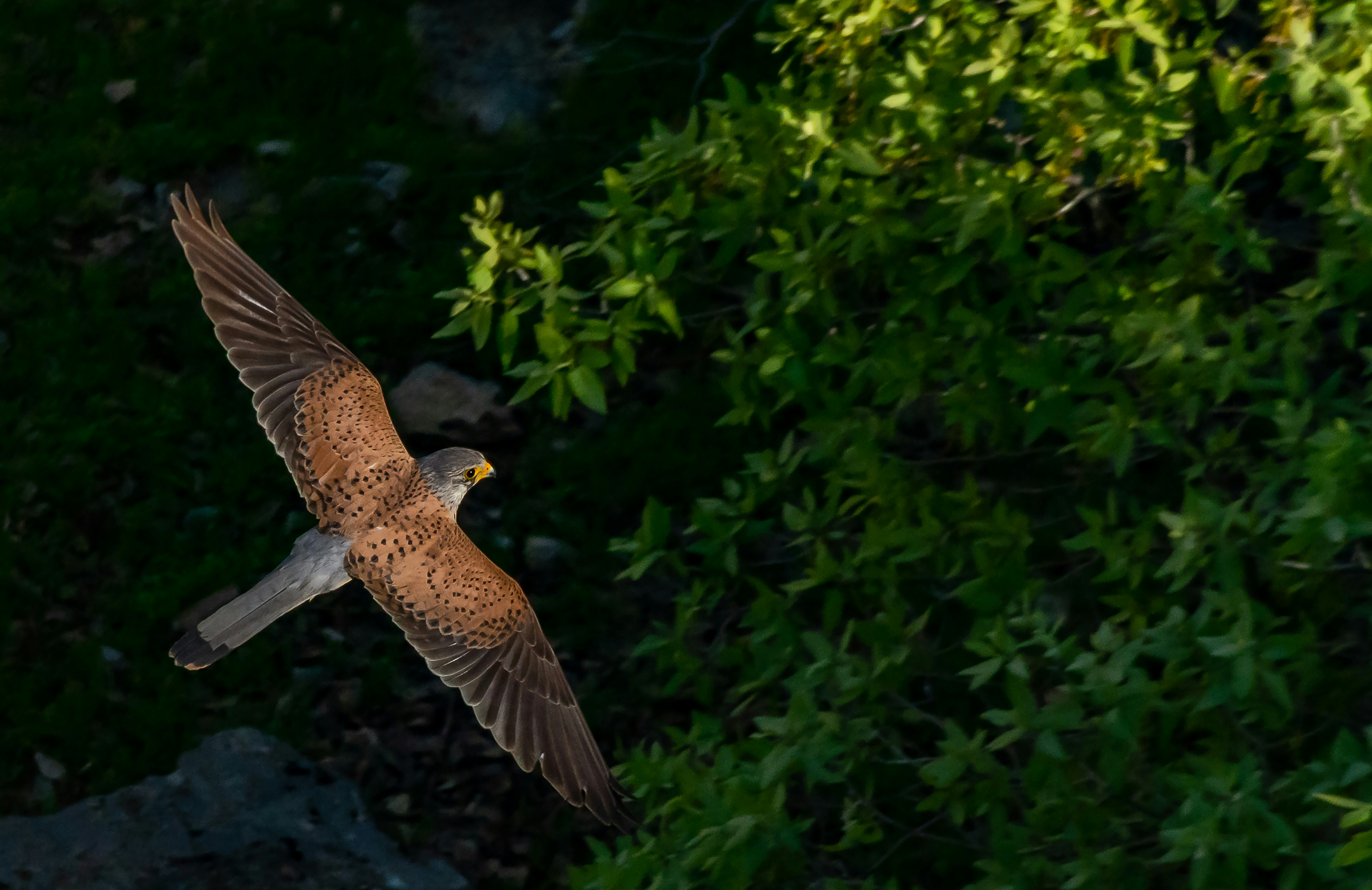 A bird soaring gracefully above lush green foliage, showcasing its intricate plumage and powerful wings. 