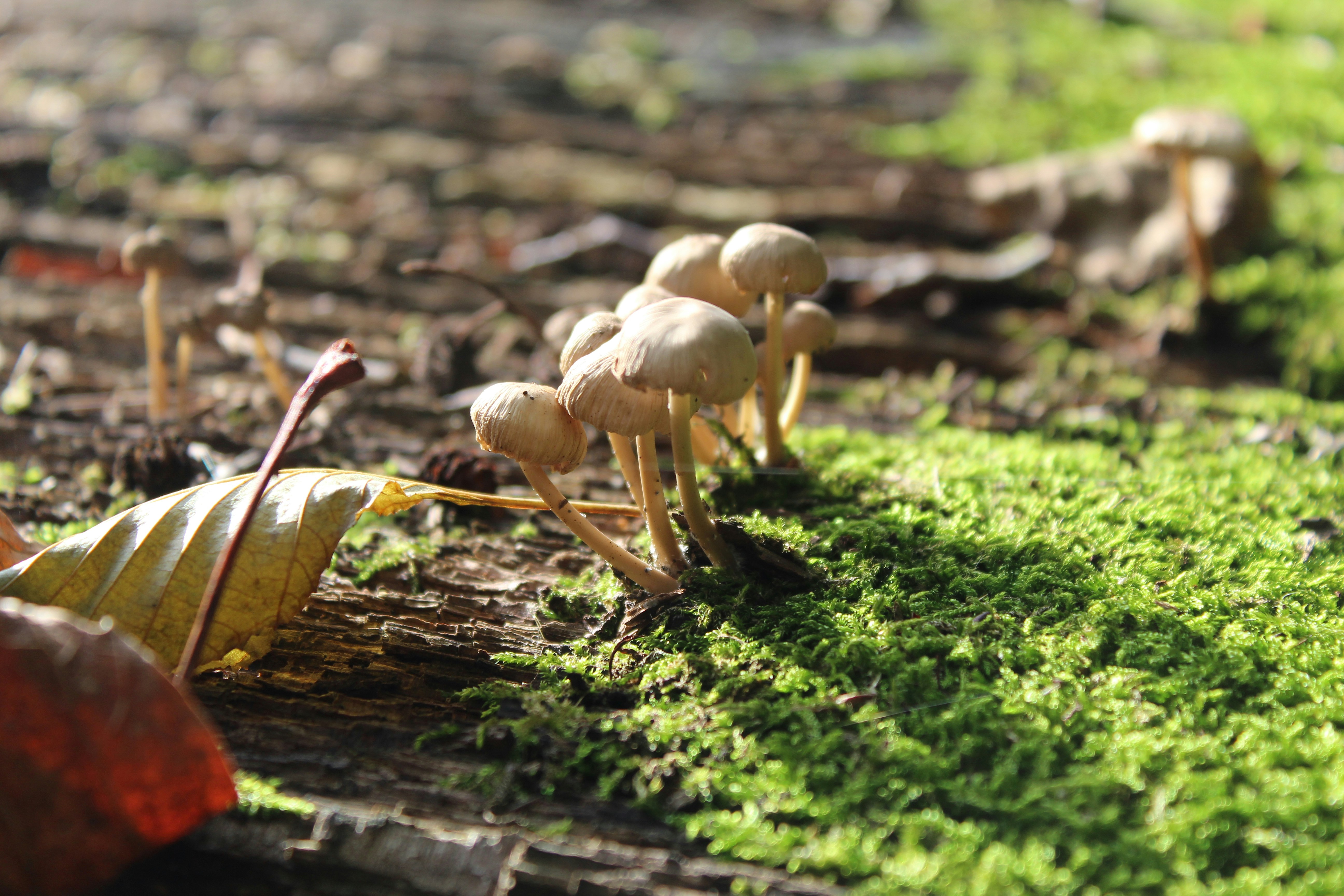 Cream-Cap Cluster: Tiny Mushrooms marching along a mossy log