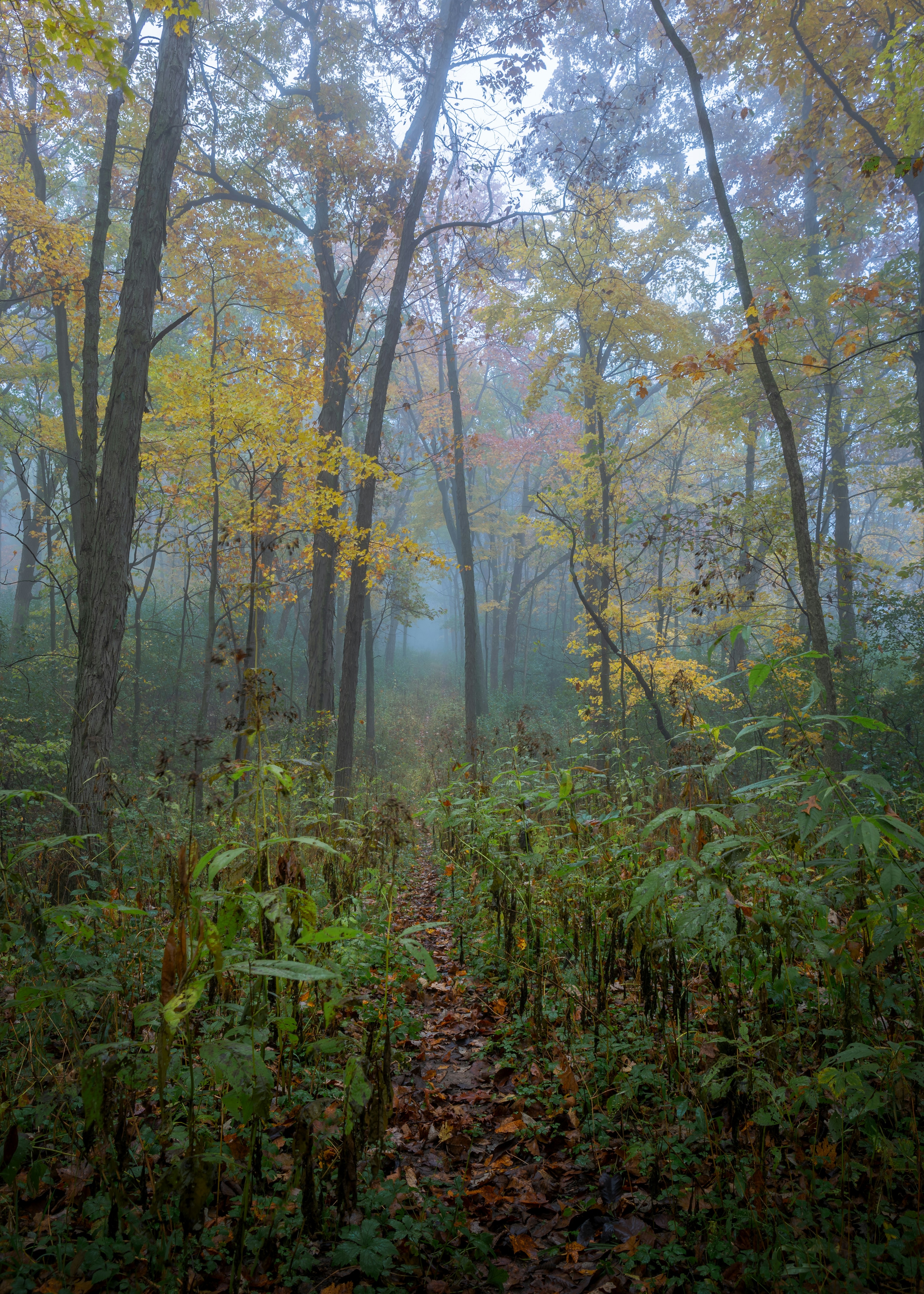 Indian Forest Pictures | Download Free Images on Unsplash