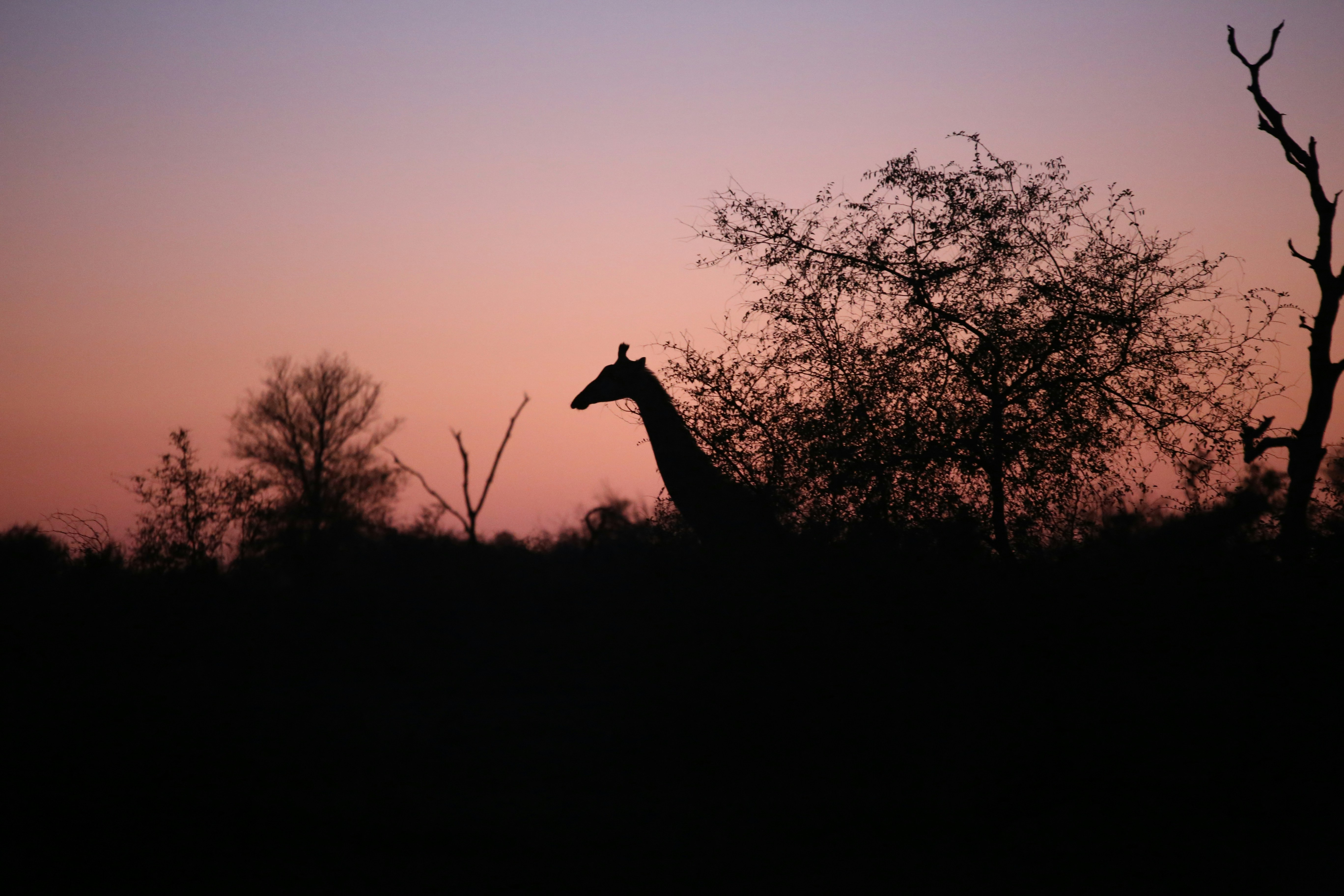 Dusk Sentinel: Giraffe at the Horizon