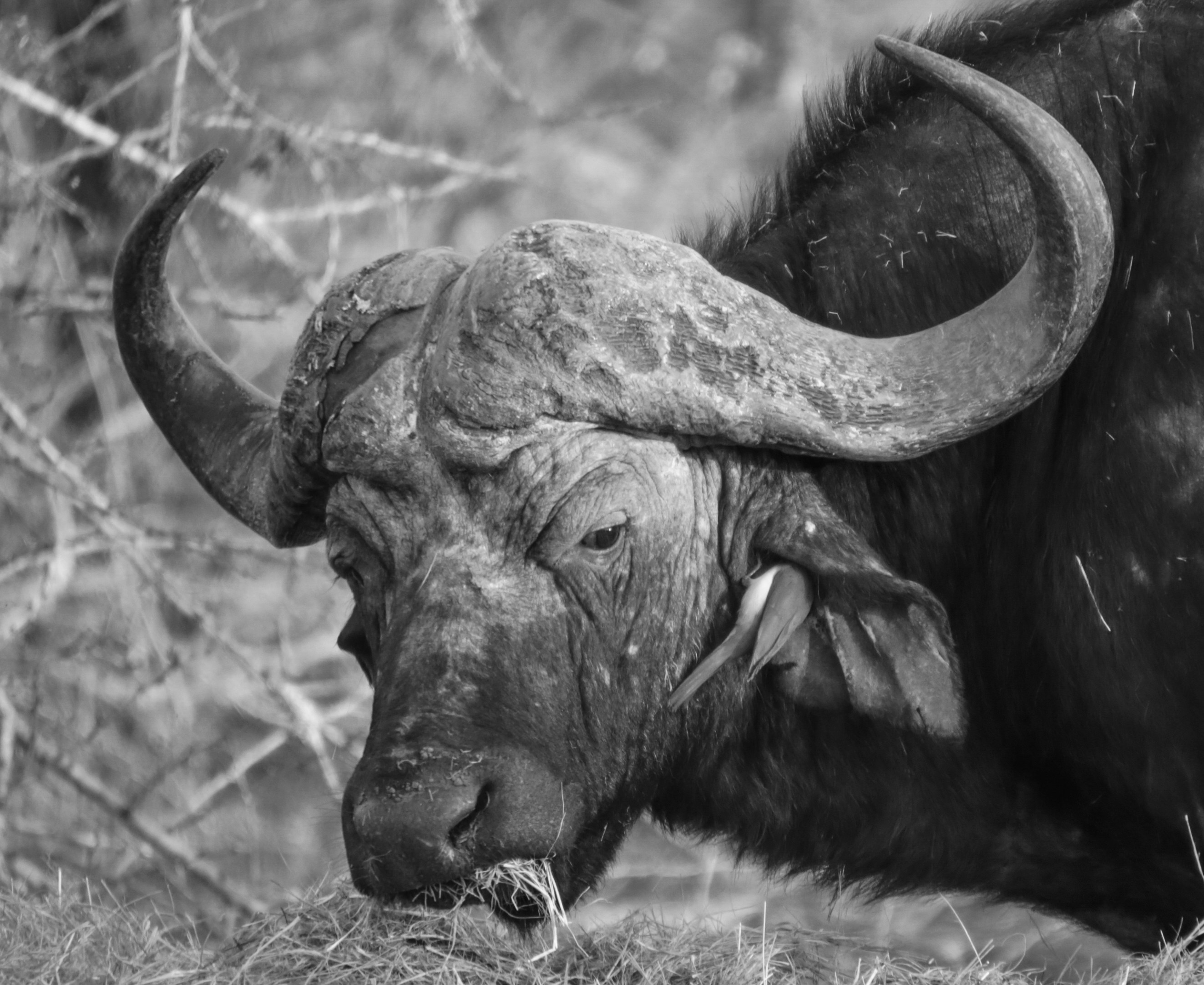 Greyscale photography of water buffalo photo – Free Grey Image on Unsplash