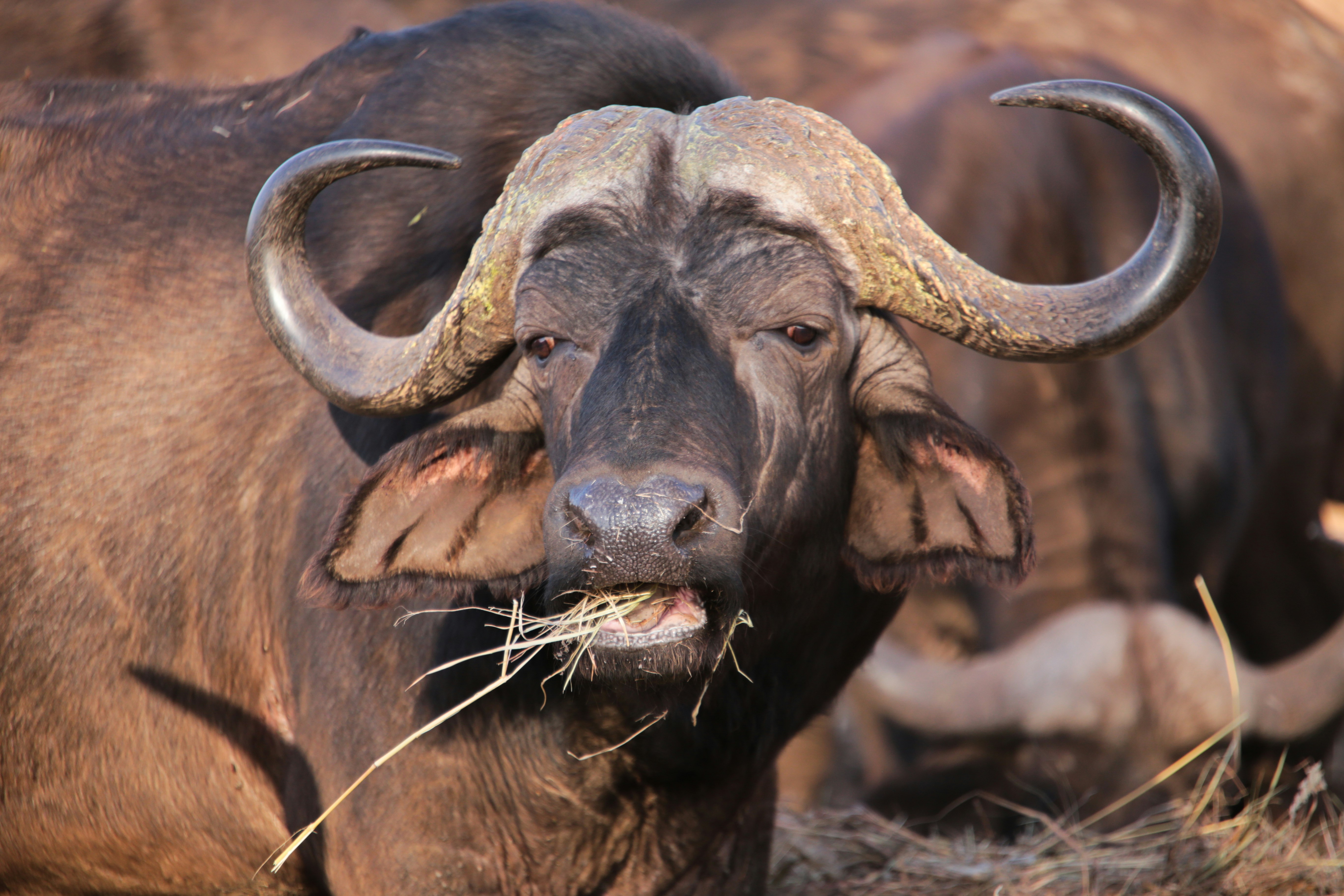 Water buffalo chewing on hay with a serene expression, surrounded by a warm, earthy backdrop.
