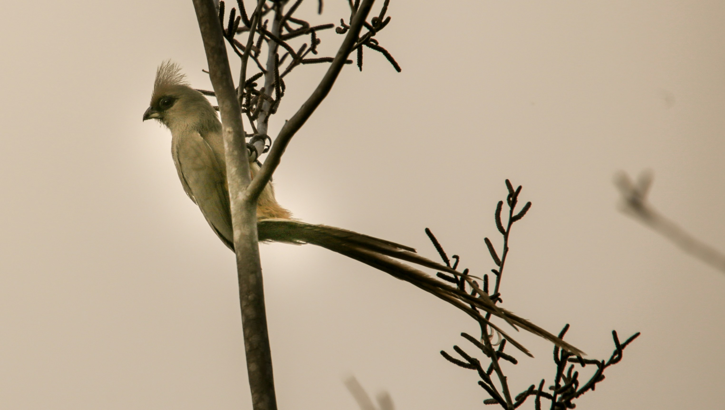 Backlit Vigil: A Crest-Tipped Songbird on a Bare Branch