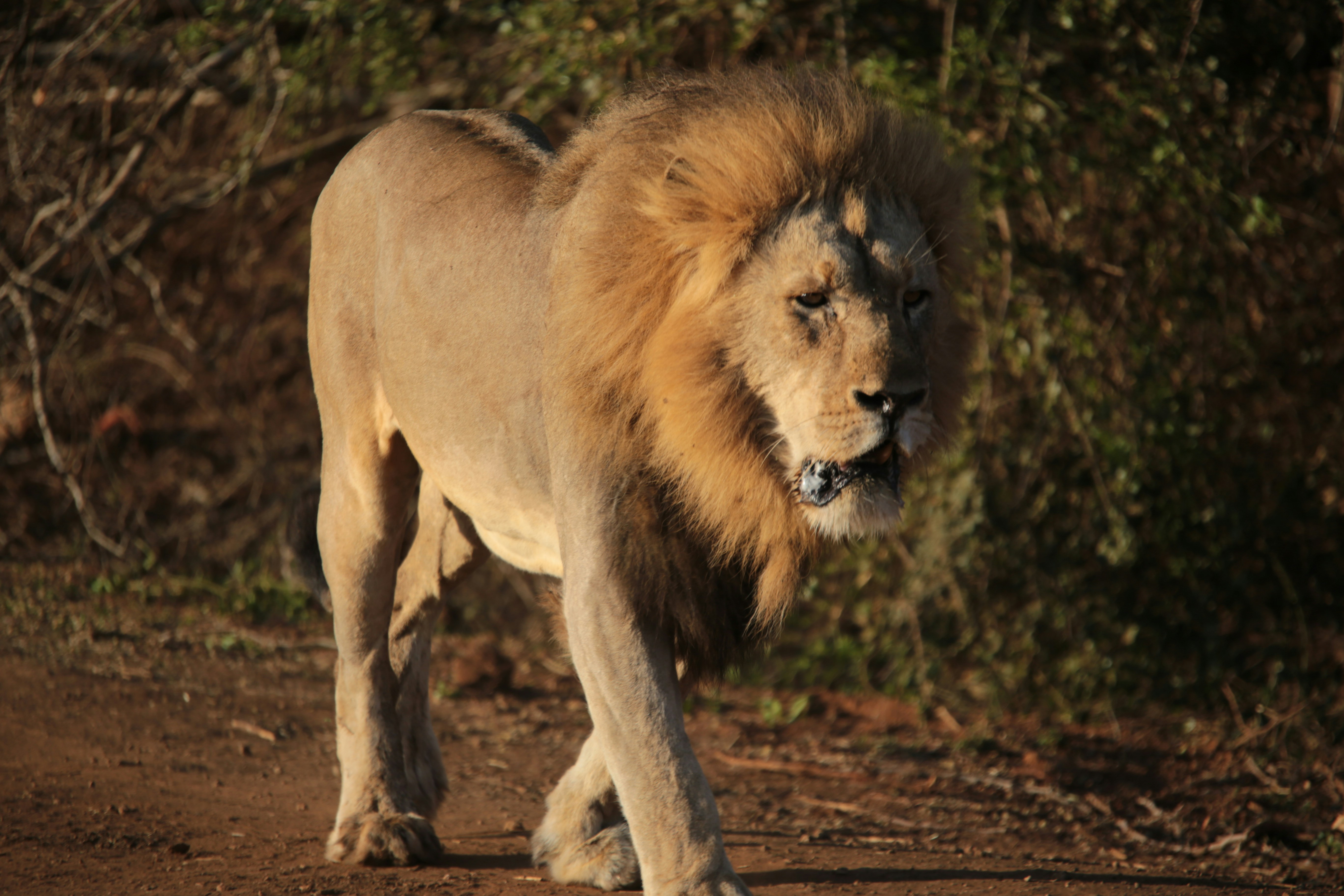 Lion near grasses photo – Free Animal Image on Unsplash