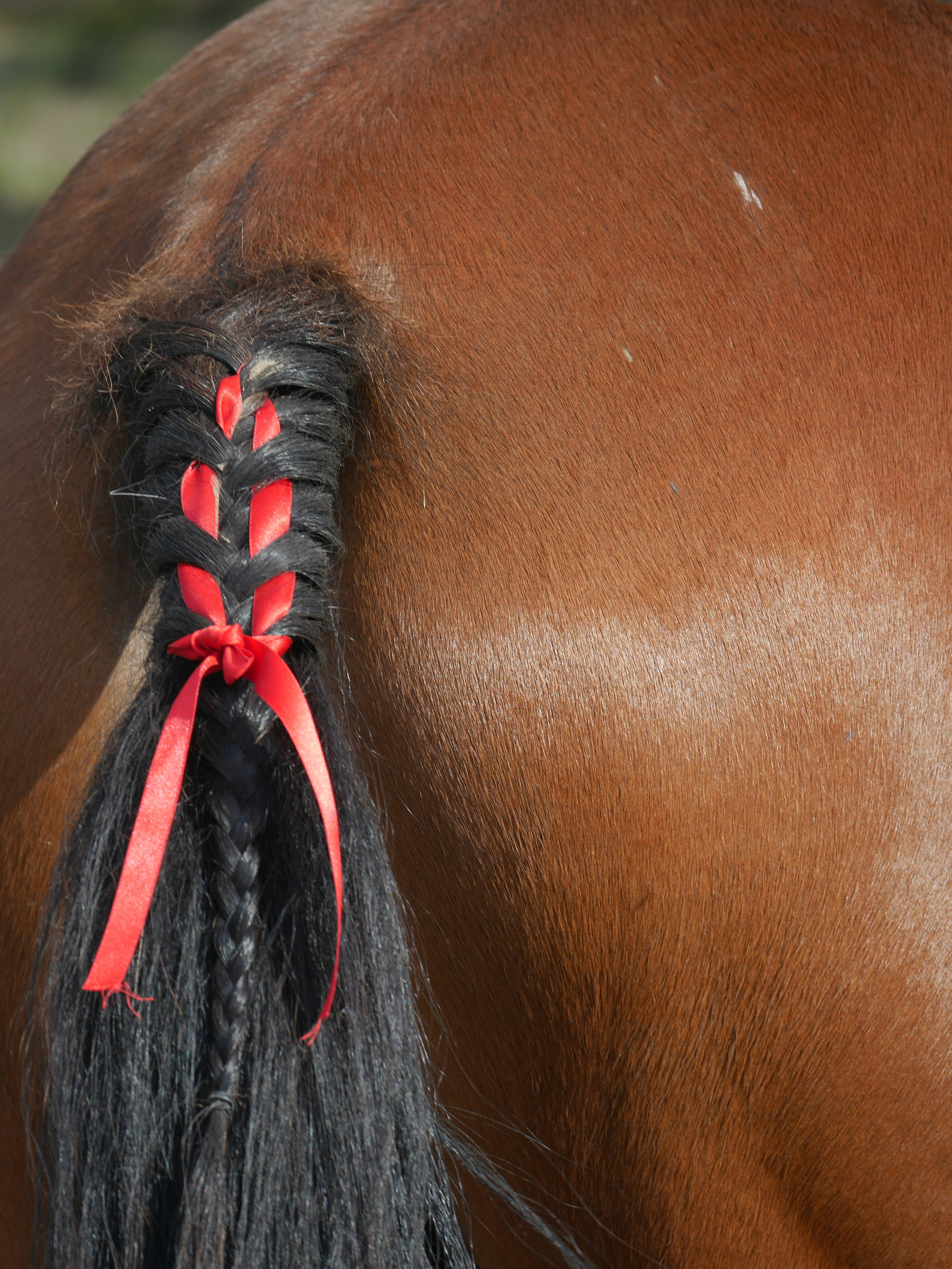 Close-up of a chestnut horse's braided mane with a bright red ribbon woven through the plaits.
