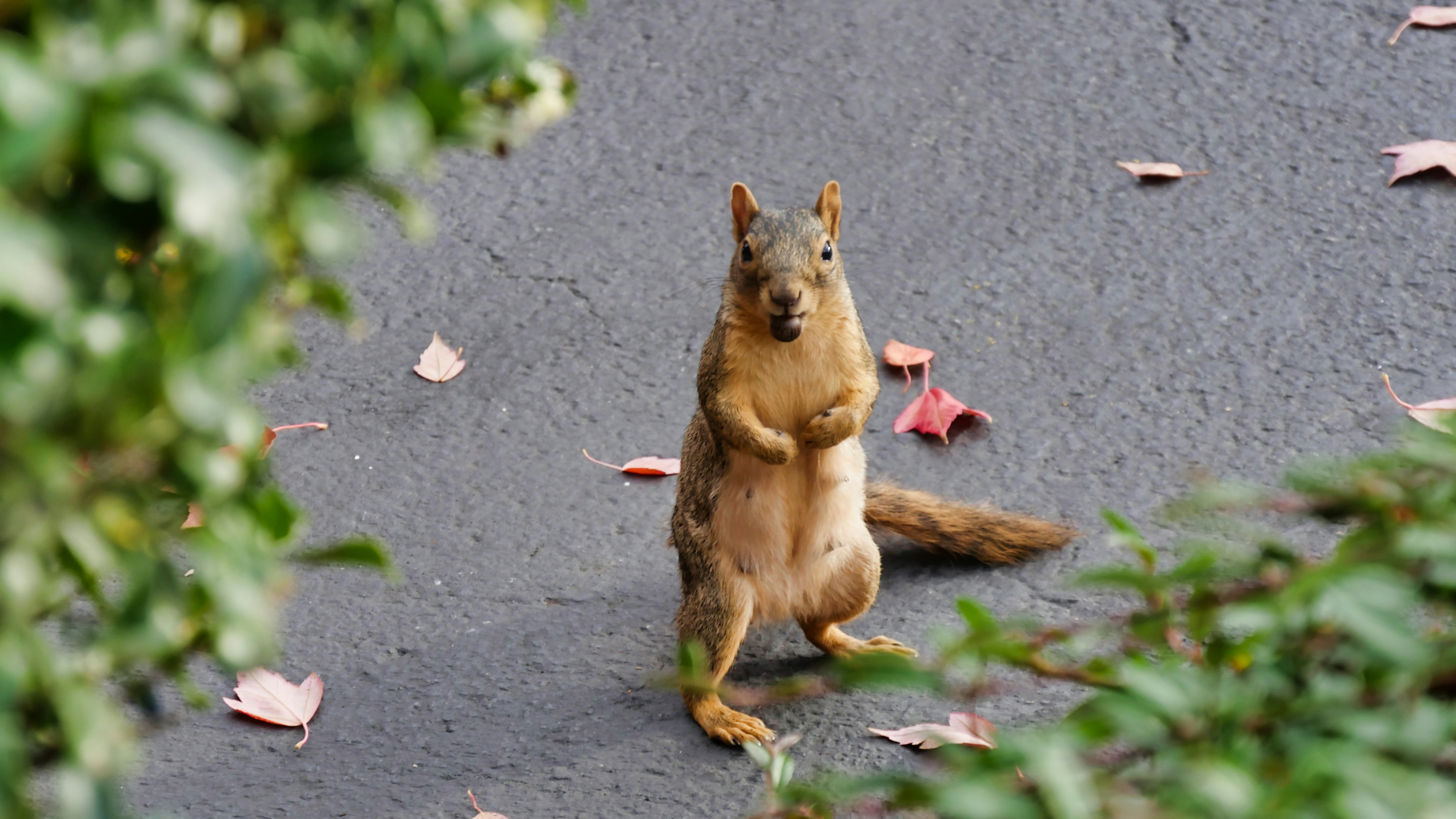 brown squirrel