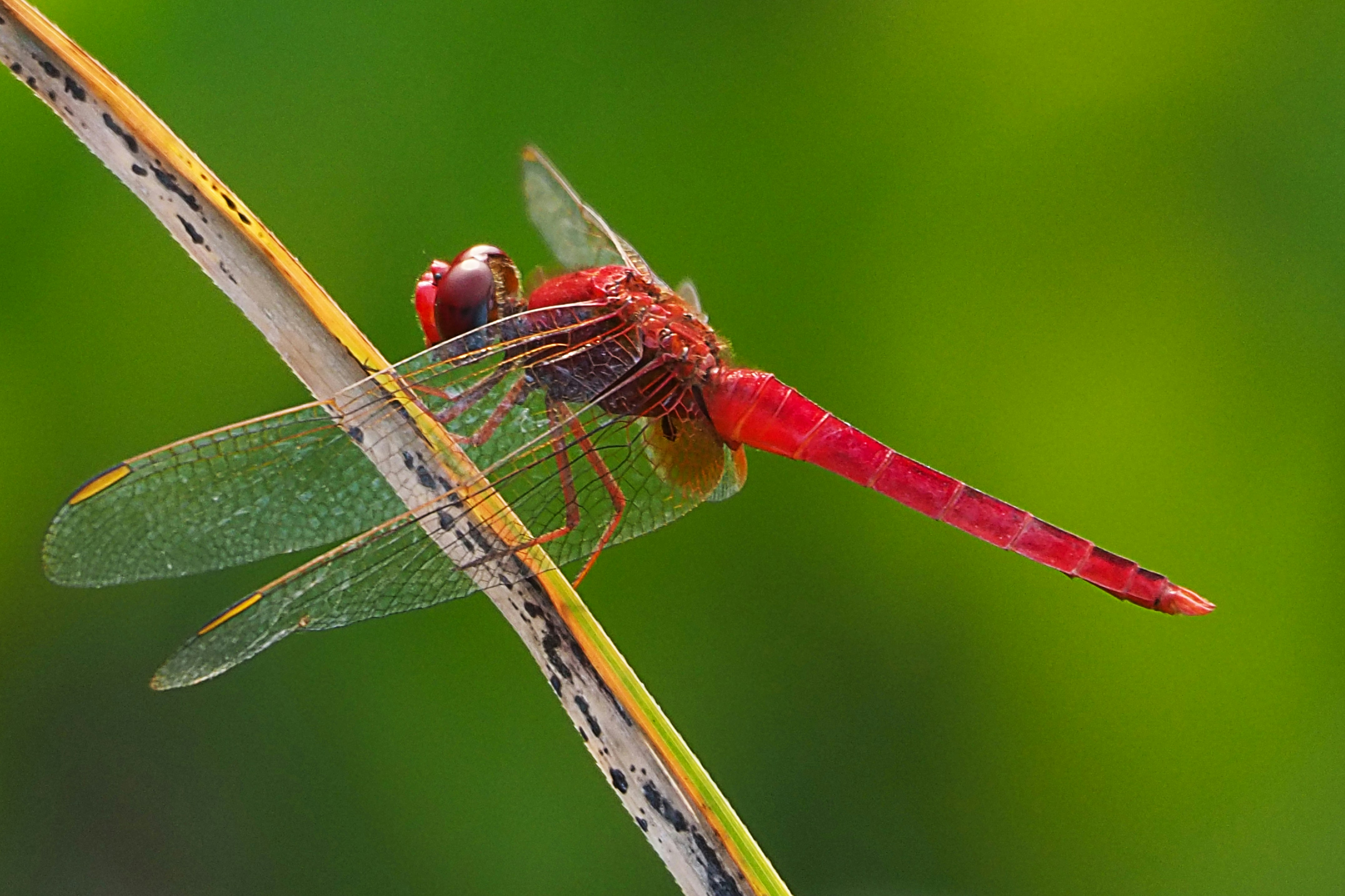 Libellule rouge photo – Photo Singapour Gratuite sur Unsplash