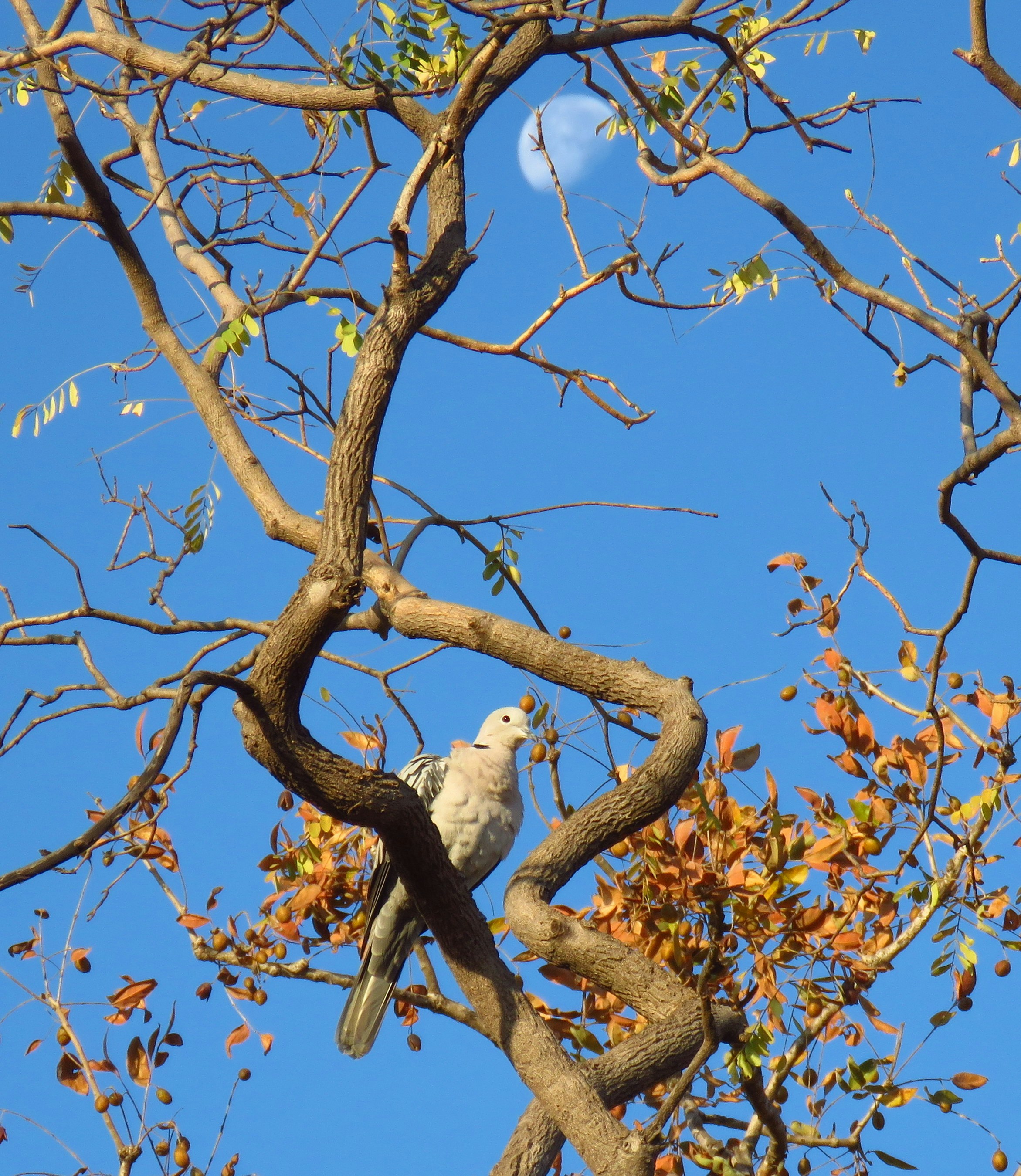 A white dove perches on a twisting branch with orange leaves against a vivid blue sky.