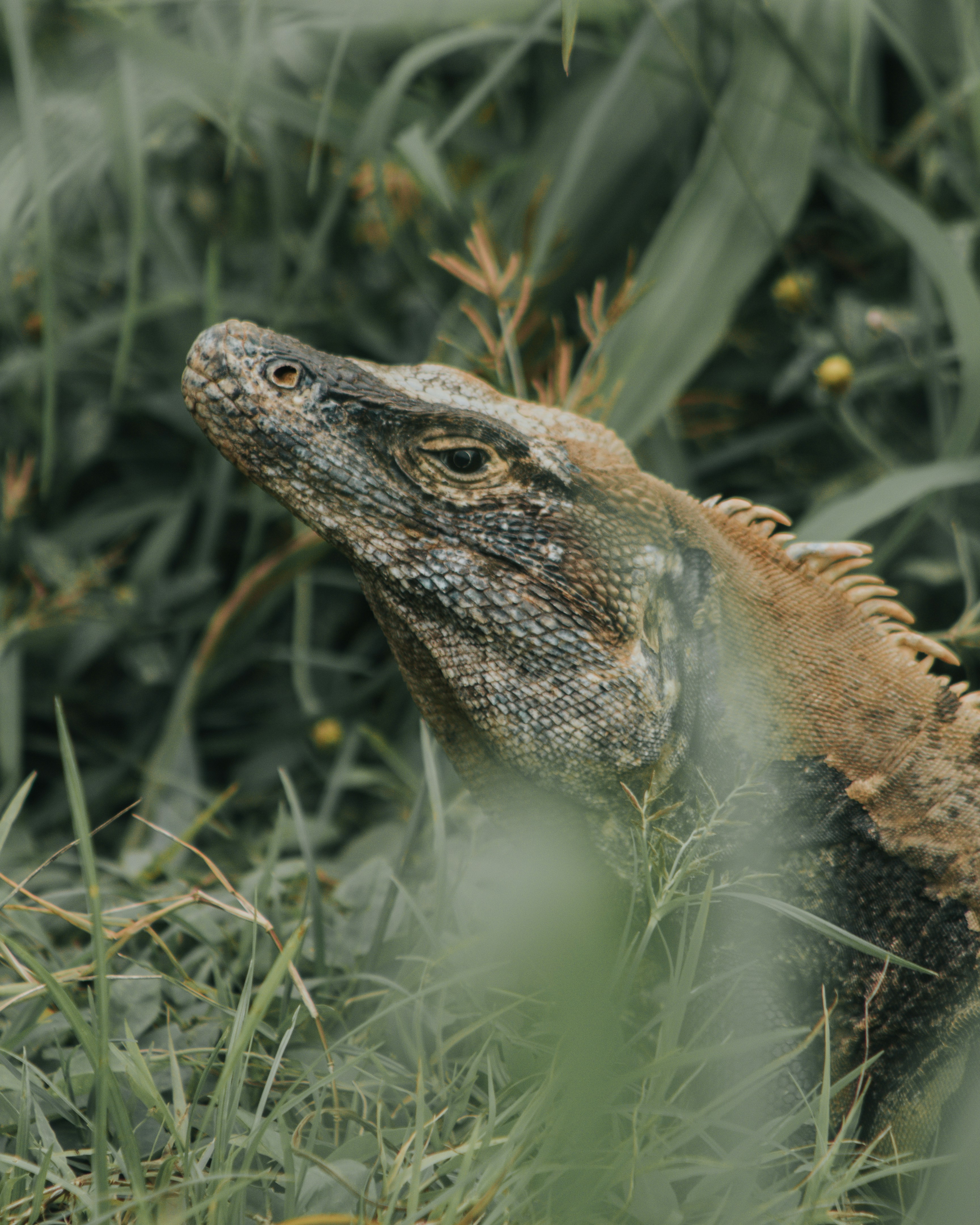 Portrait of a watchful iguana amid grassy backdrop
