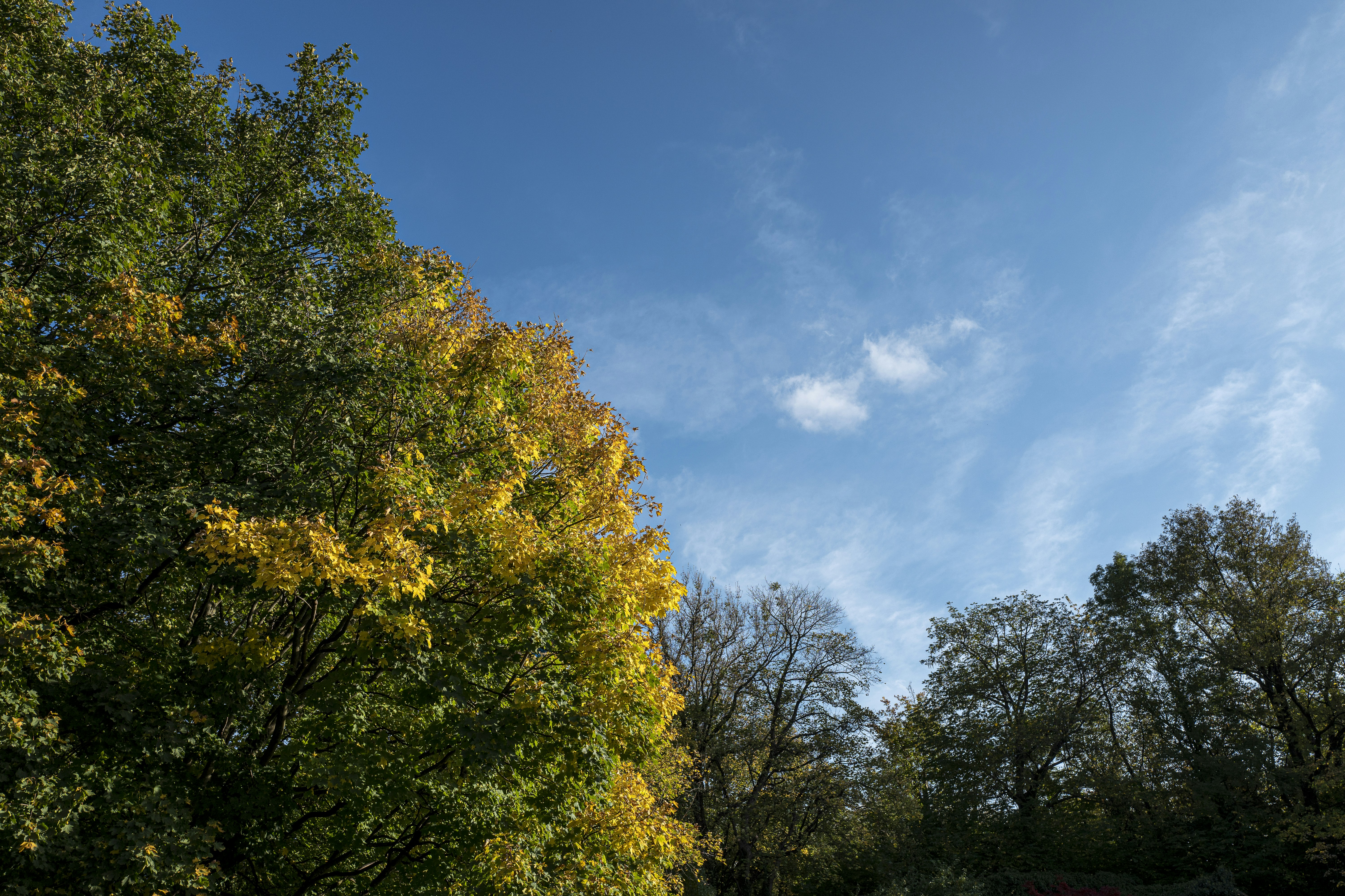 Vibrant autumn foliage contrasts against a clear blue sky, showcasing the beauty of seasonal change.