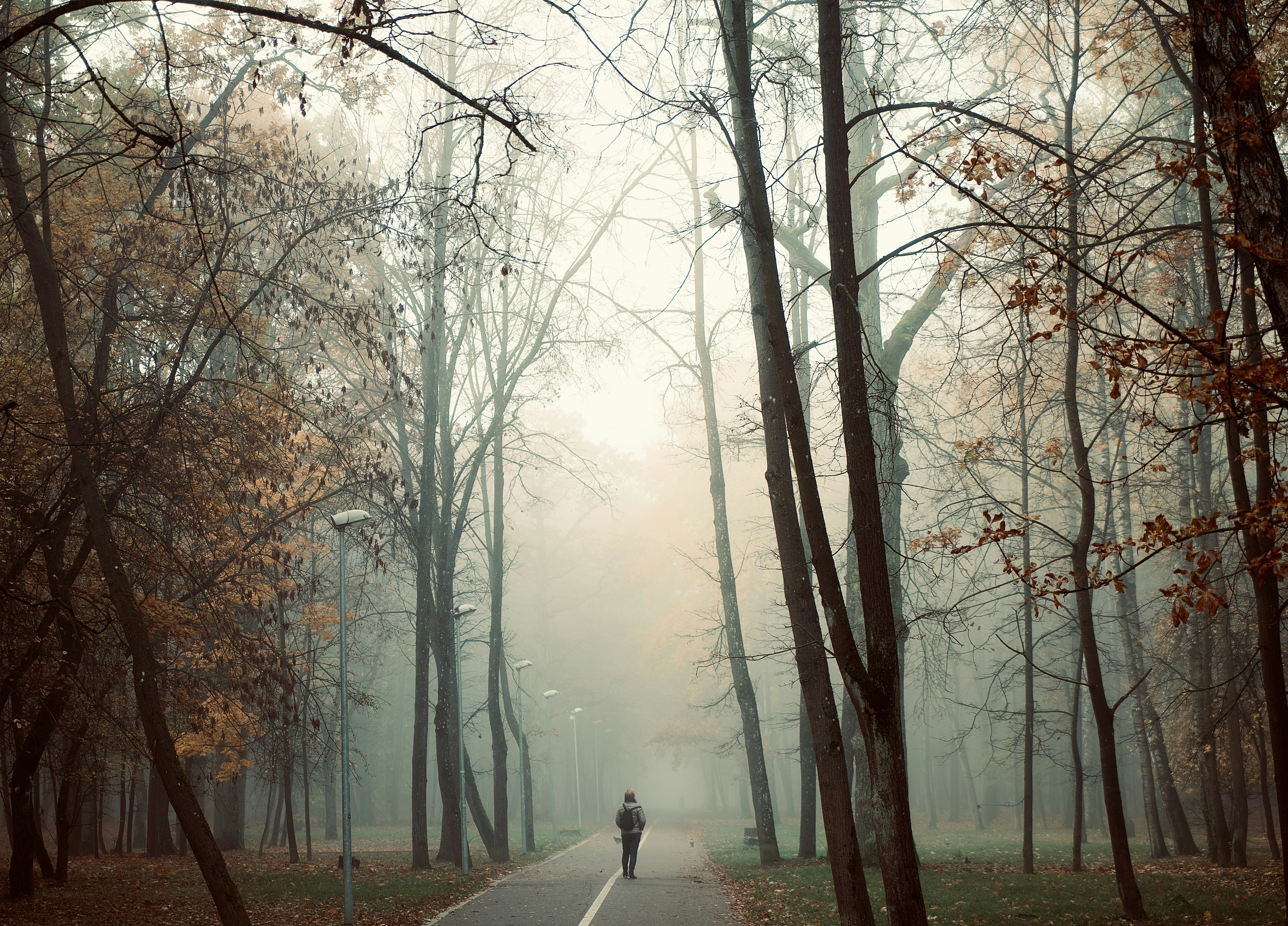 Solitary figure walks along a foggy forest path lined with tall trees and autumn leaves.