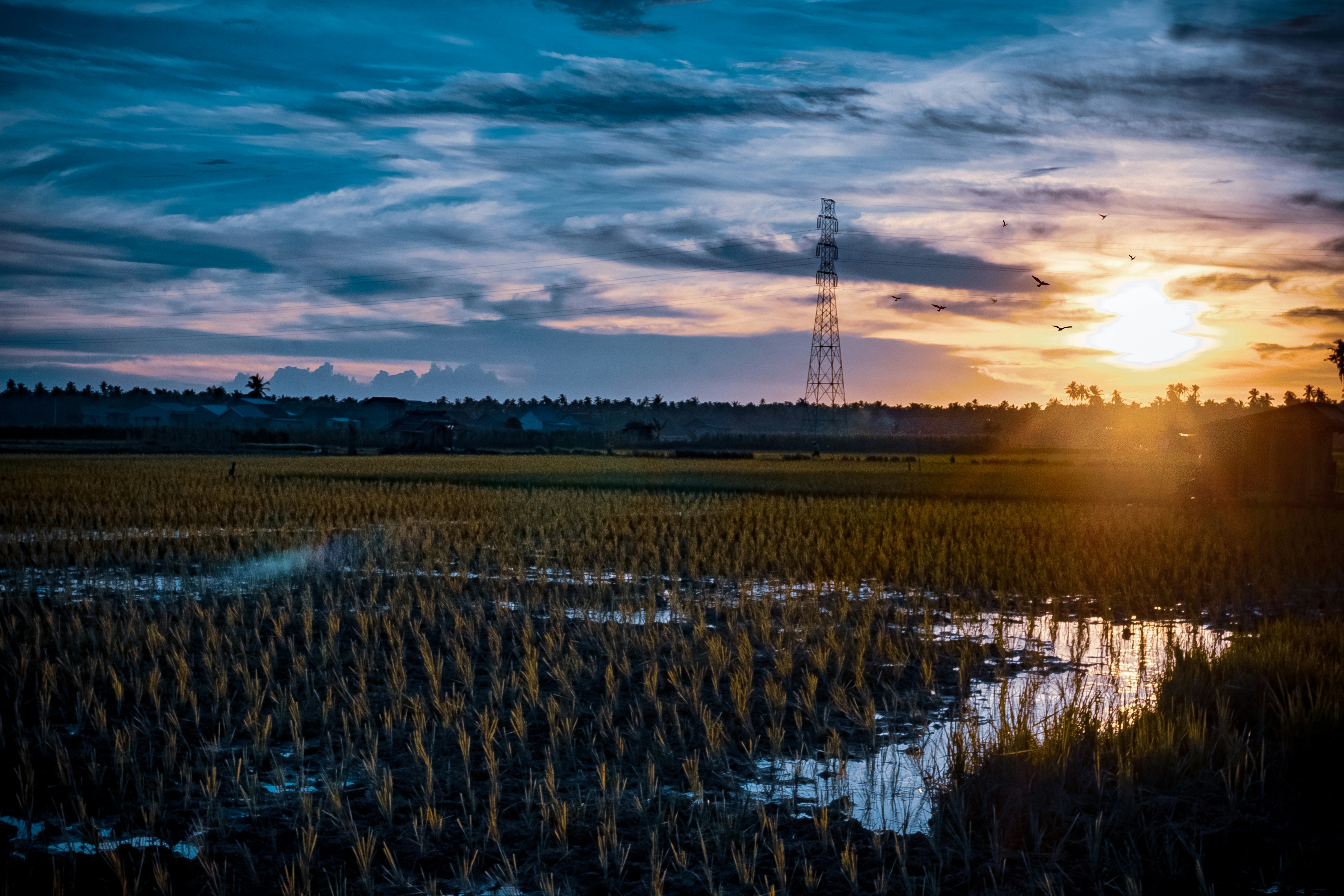 Vibrant sunset casting warm hues over lush rice fields, with a silhouette of a communication tower in the background.