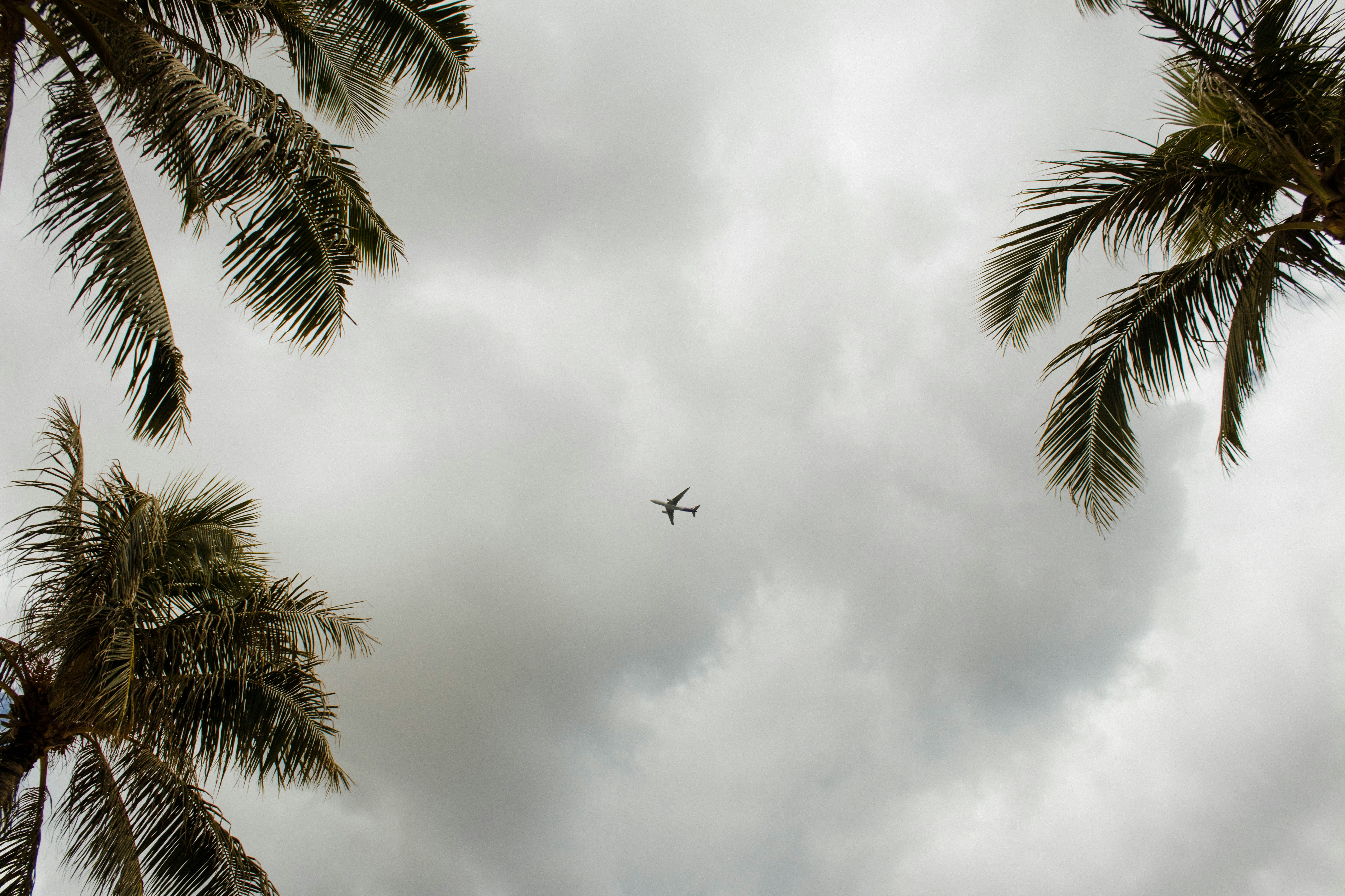 Plane tracing a pale afternoon across a frame of palm silhouettes