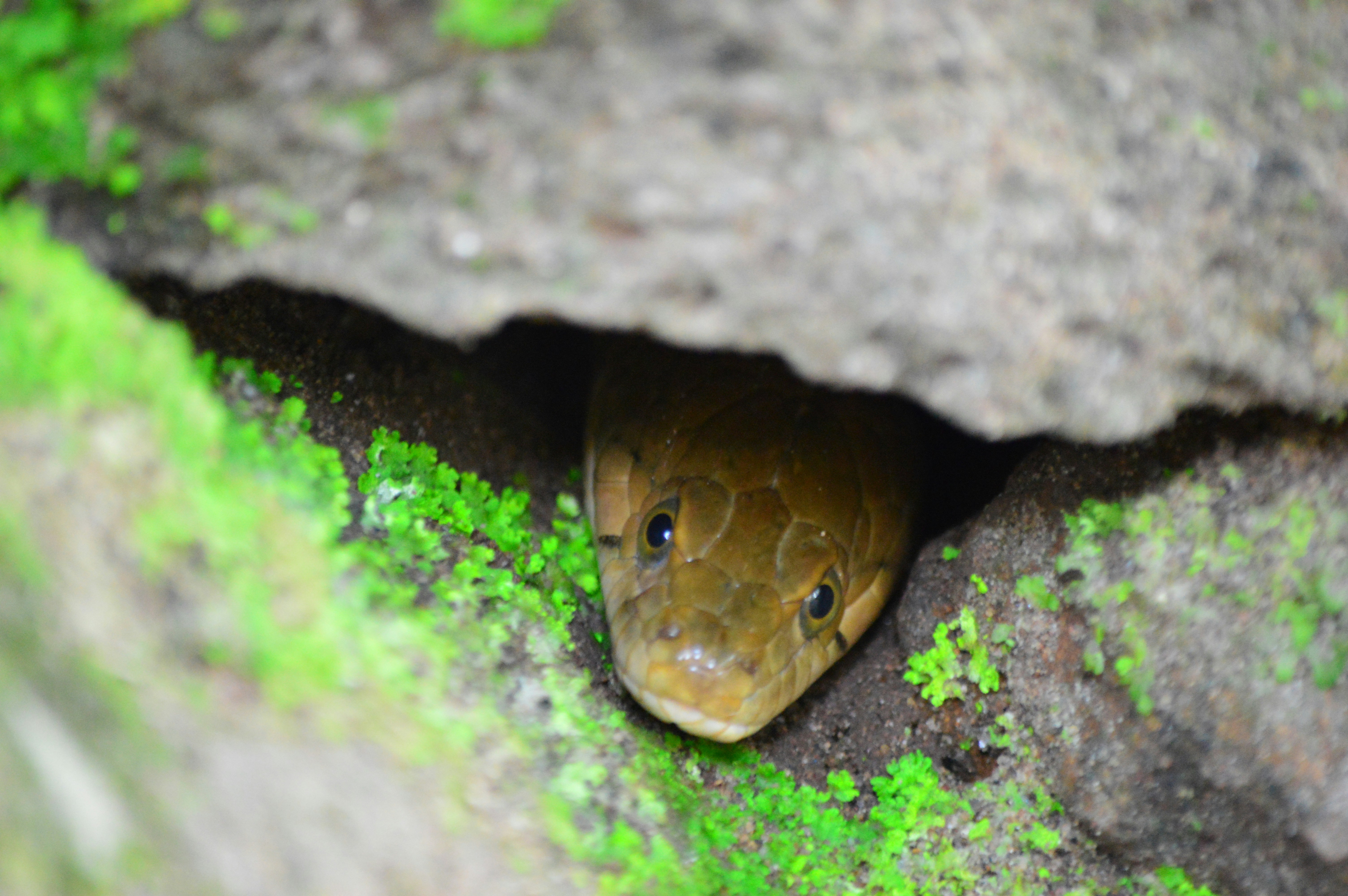 Brown snake under rock photo – Free Animal Image on Unsplash