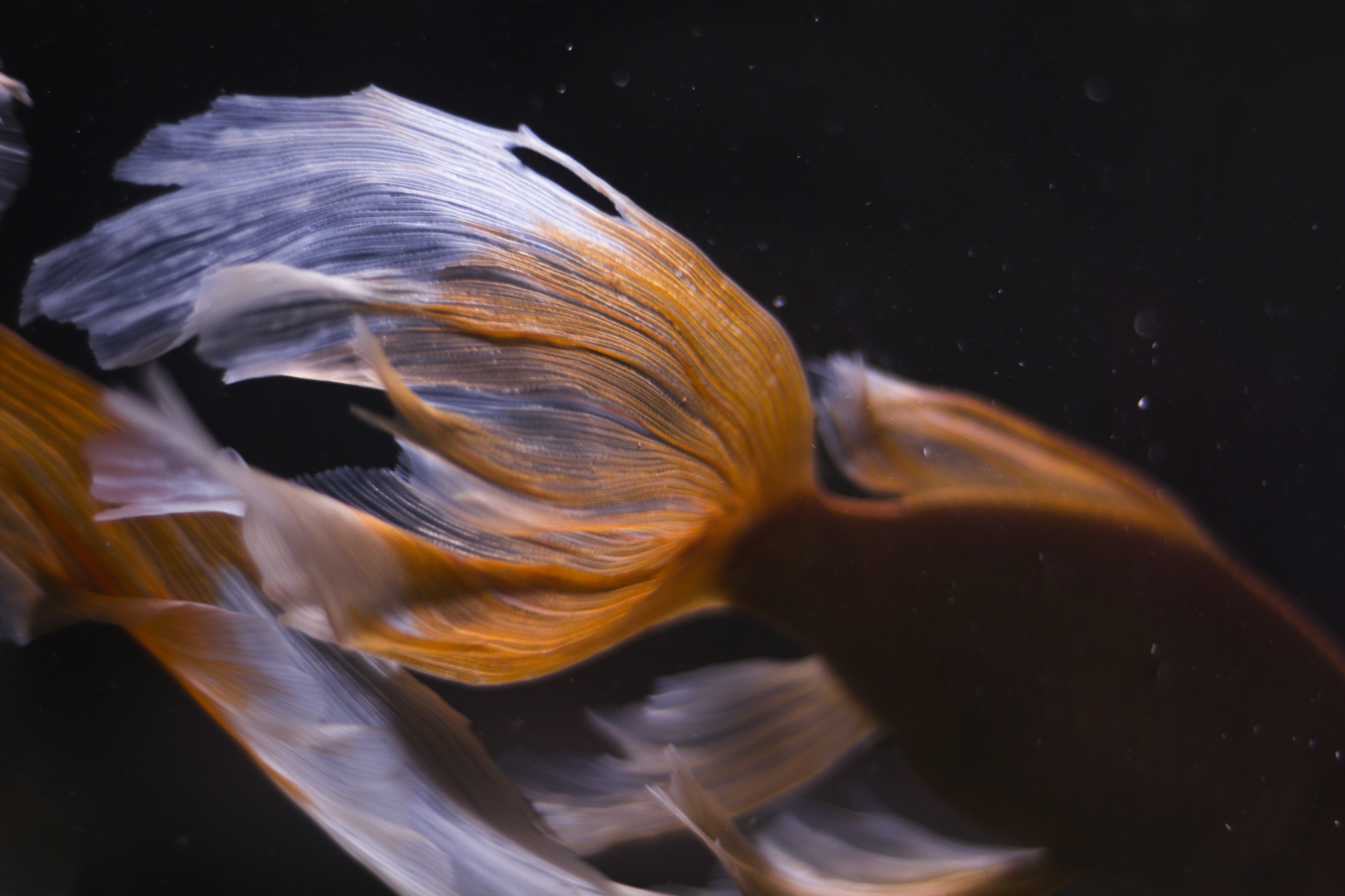 Fish Tail Pictures | Download Free Images on Unsplash