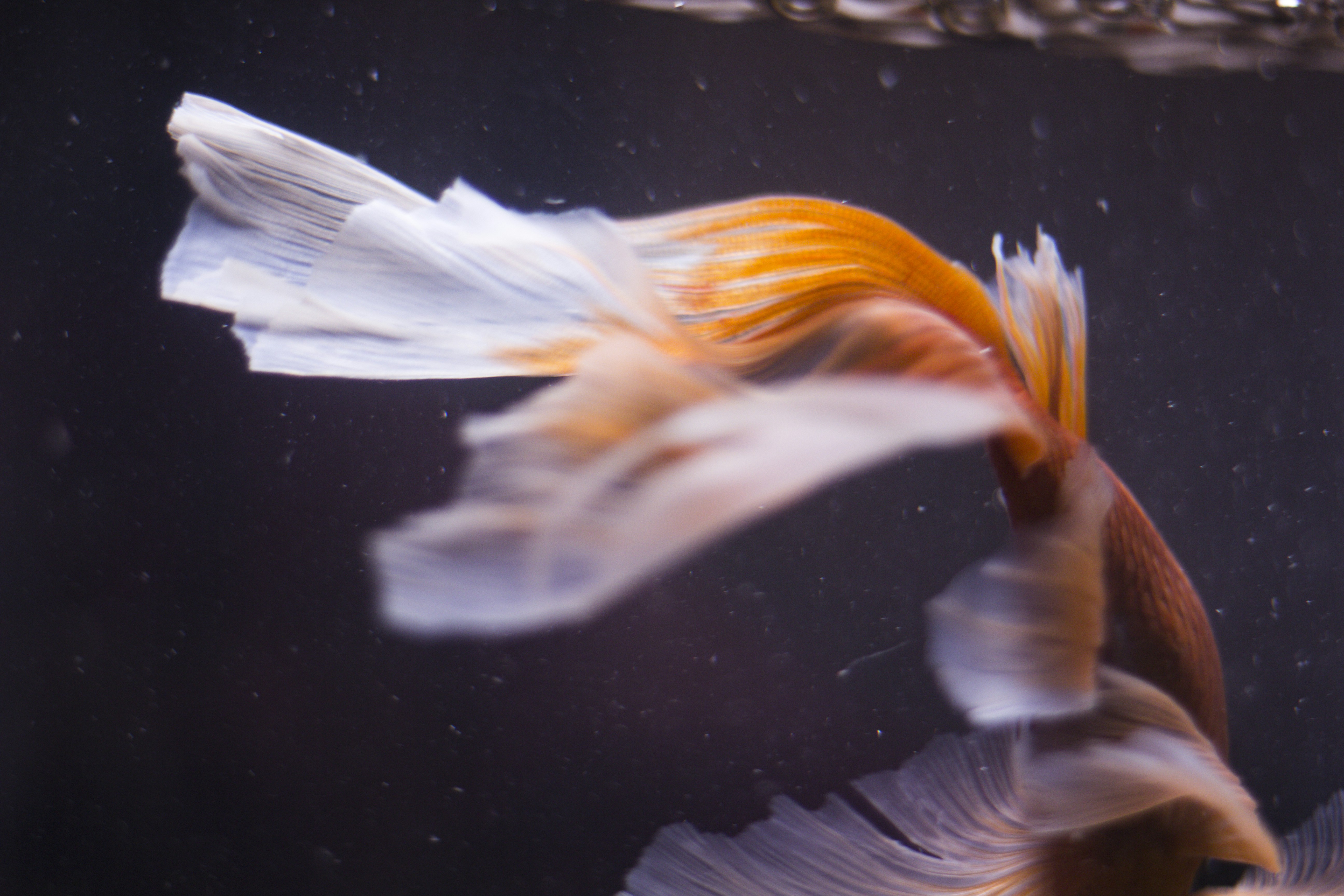 Fish Tail Pictures | Download Free Images on Unsplash