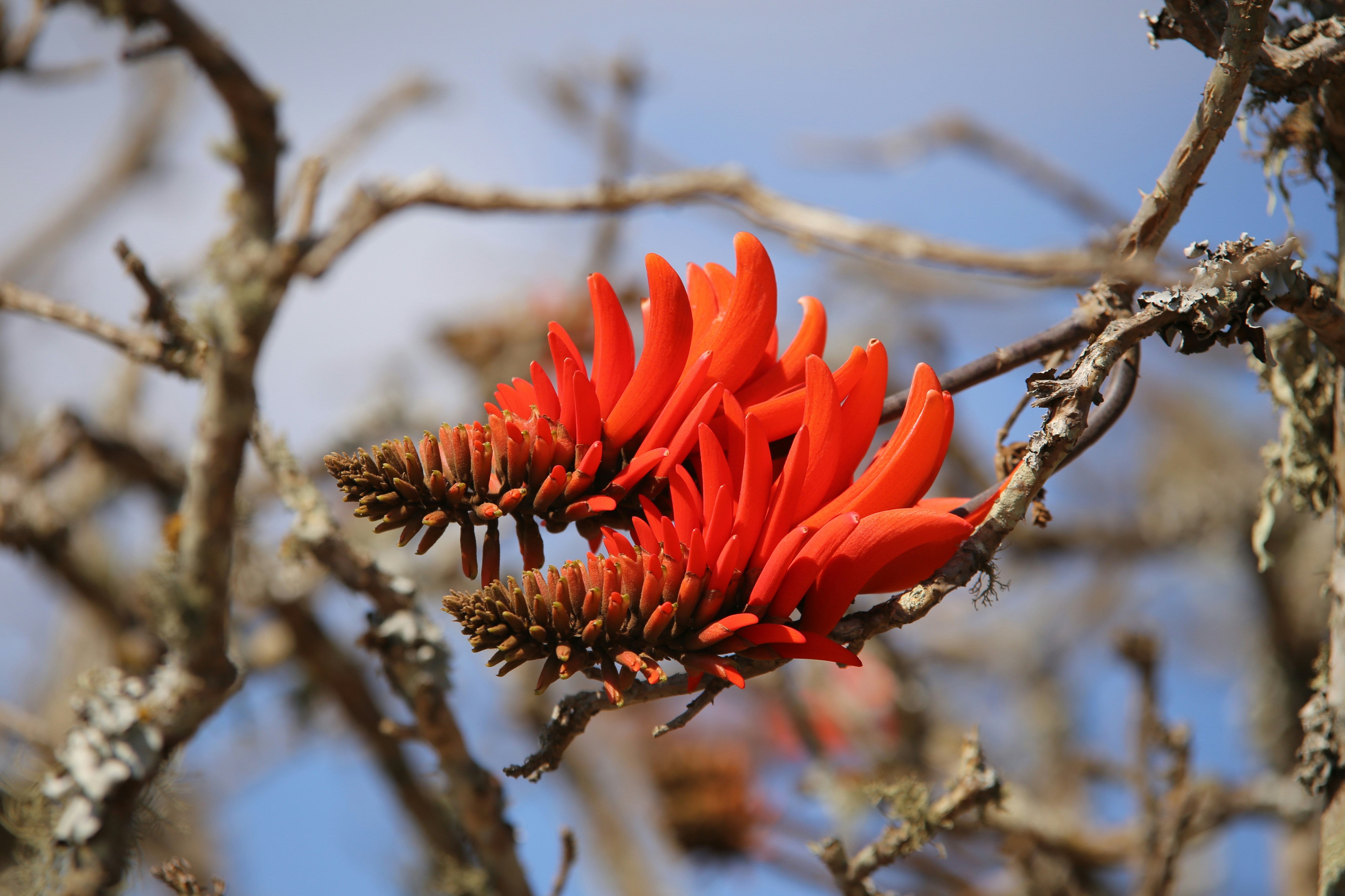Close up photography of pink cluster flower photo – Free Flower Image ...