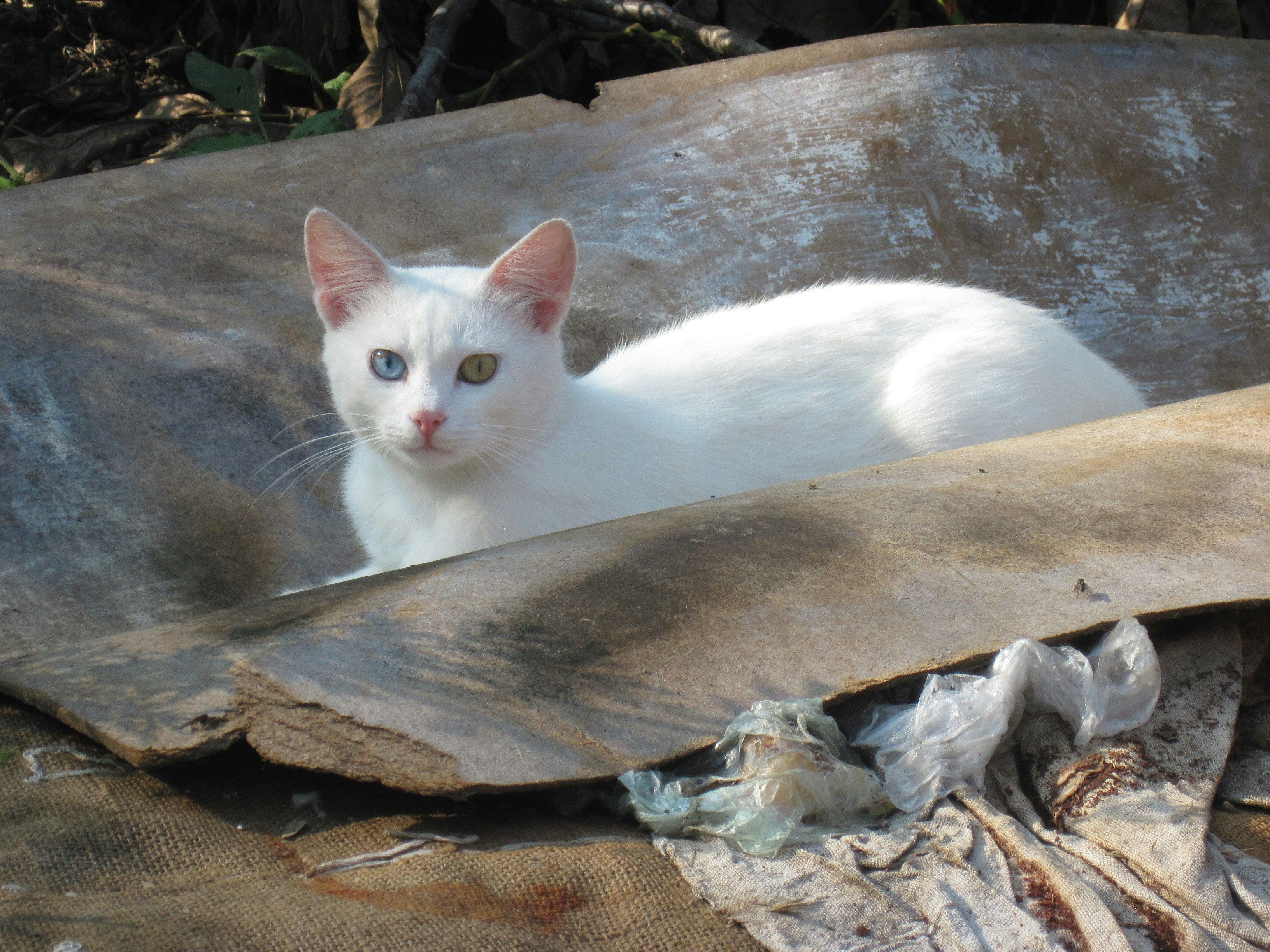 White Cat Nestled on Weathered Debris