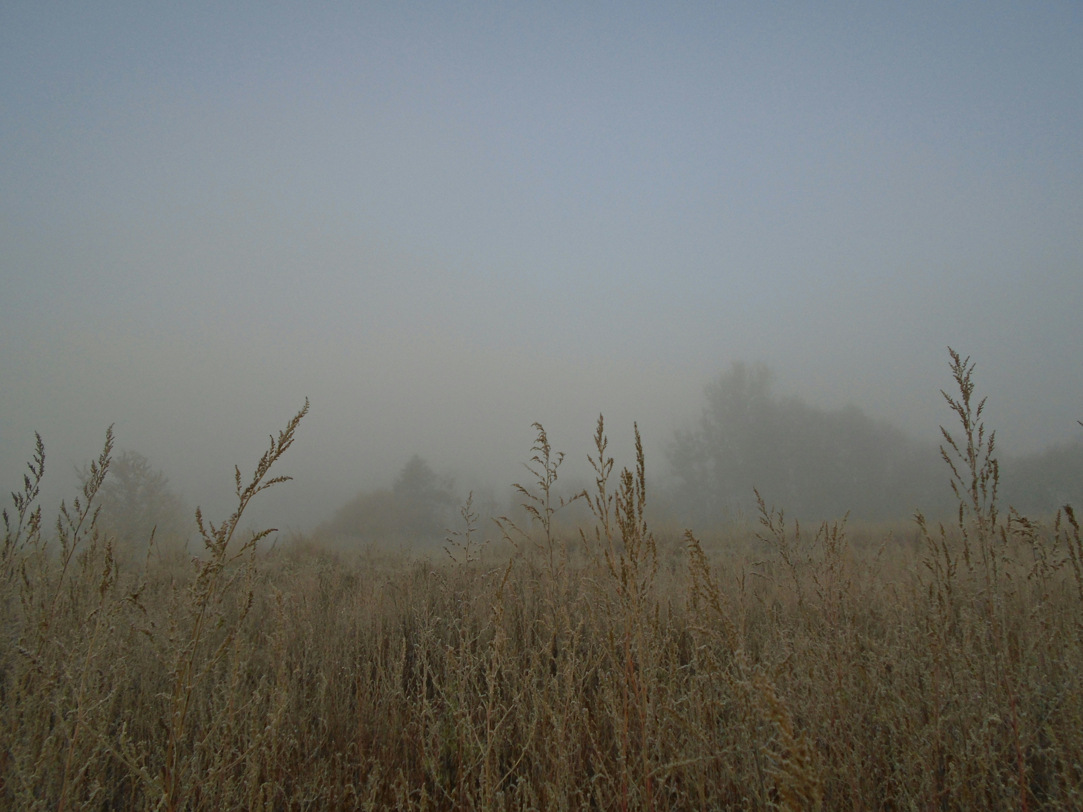 Tall grasses shrouded in fog create an ethereal landscape, evoking a sense of tranquility and mystery.