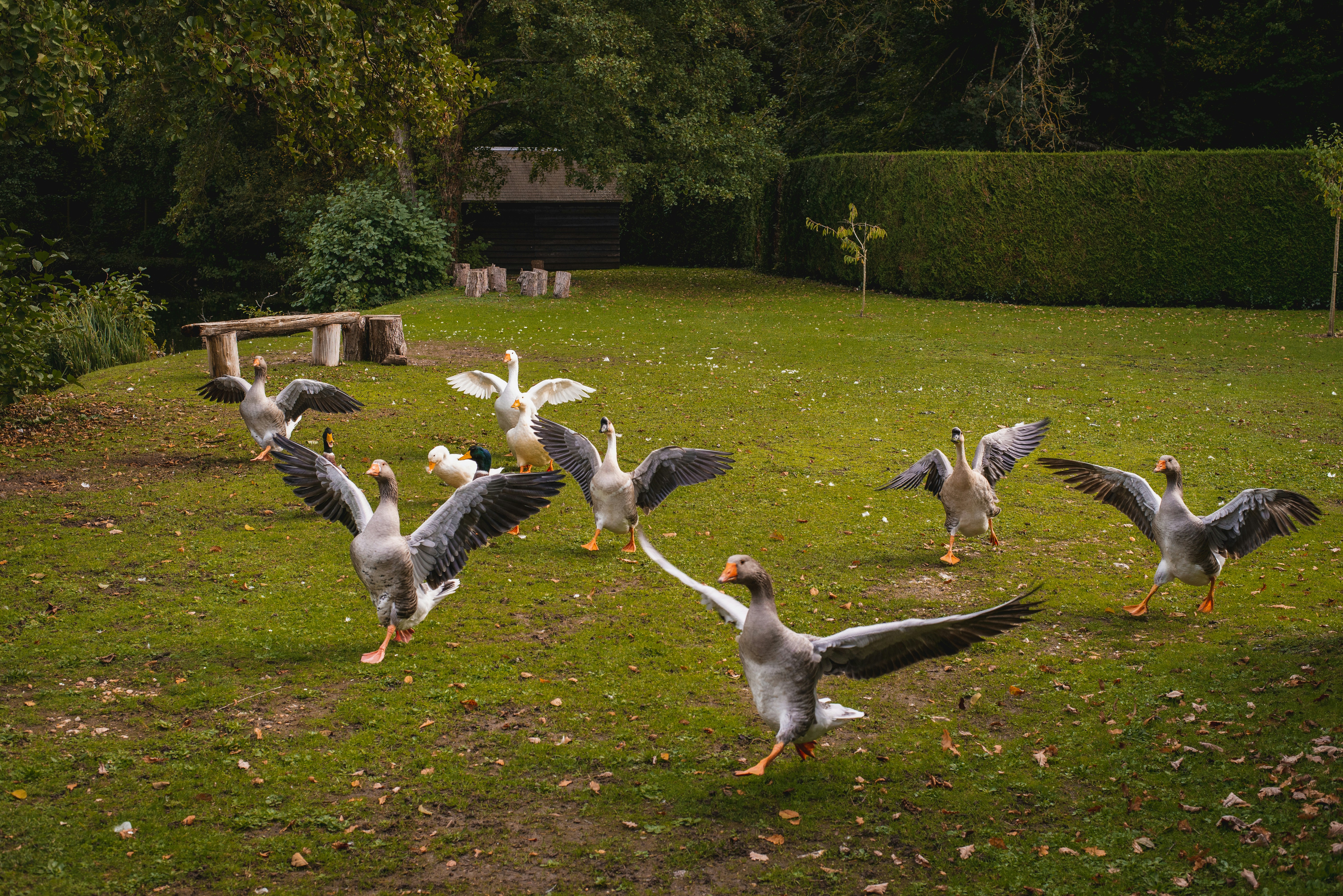 white-and-gray birds walking on green grass