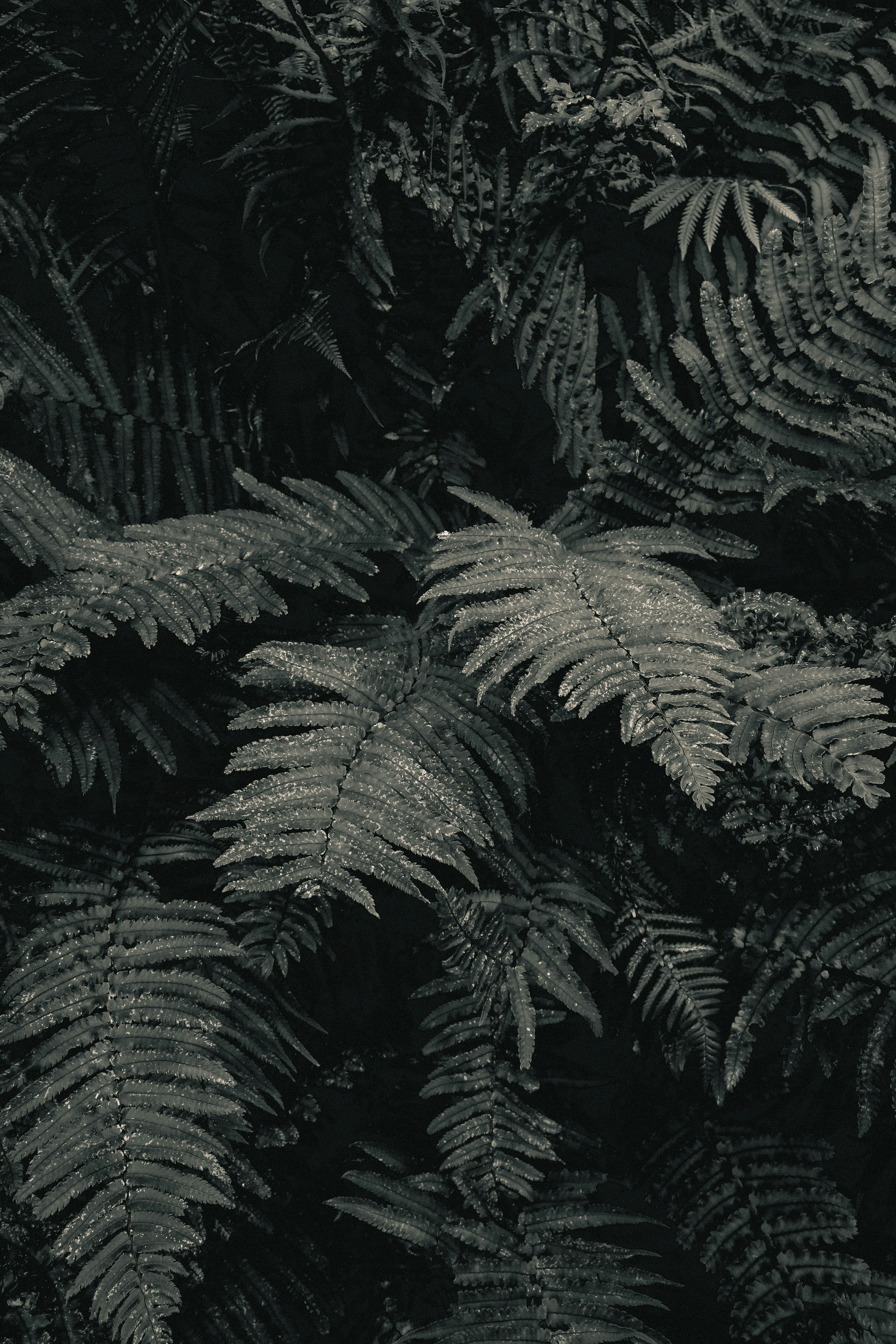 Plant Texture Pictures | Download Free Images on Unsplash