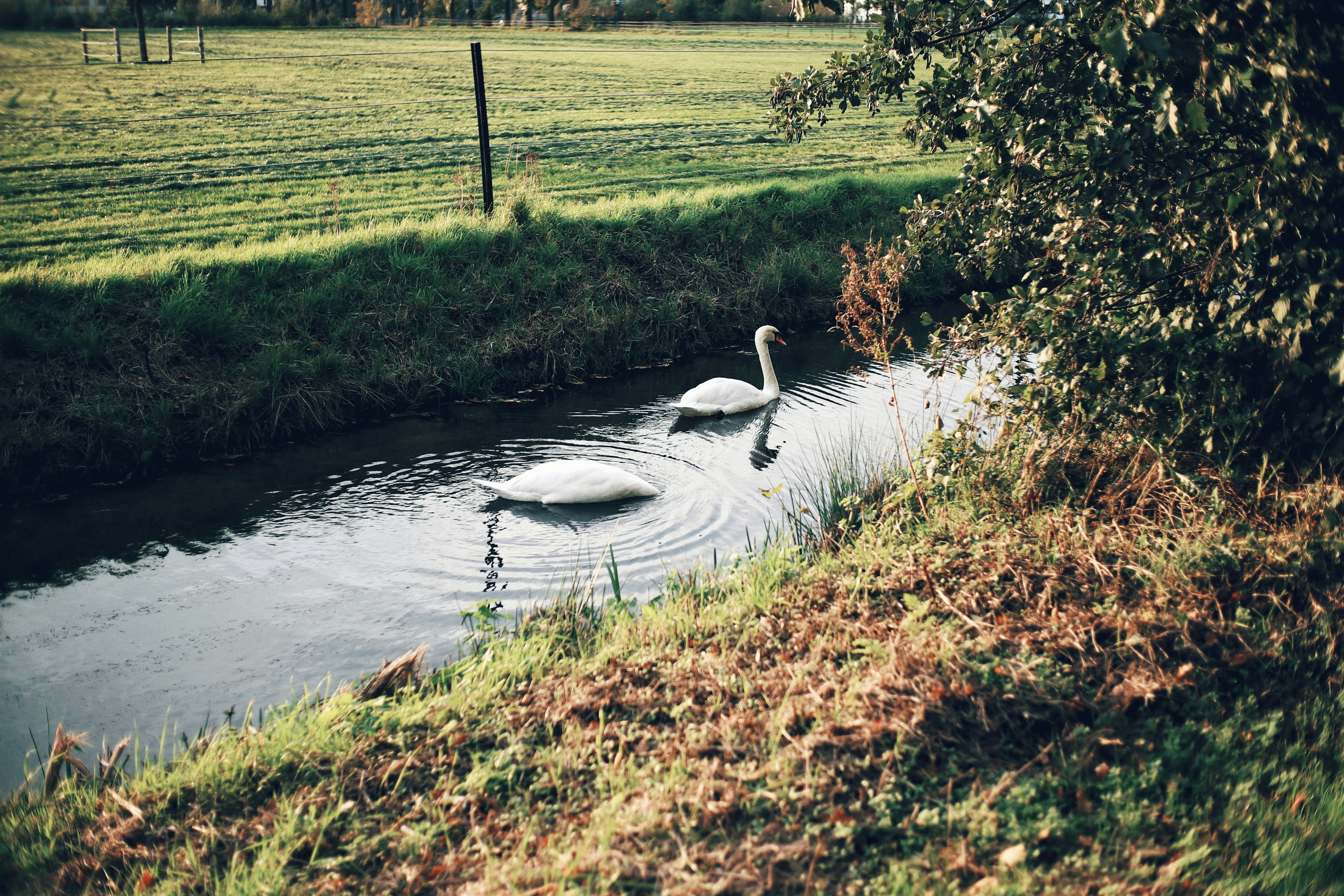 two swans on body of water near grass