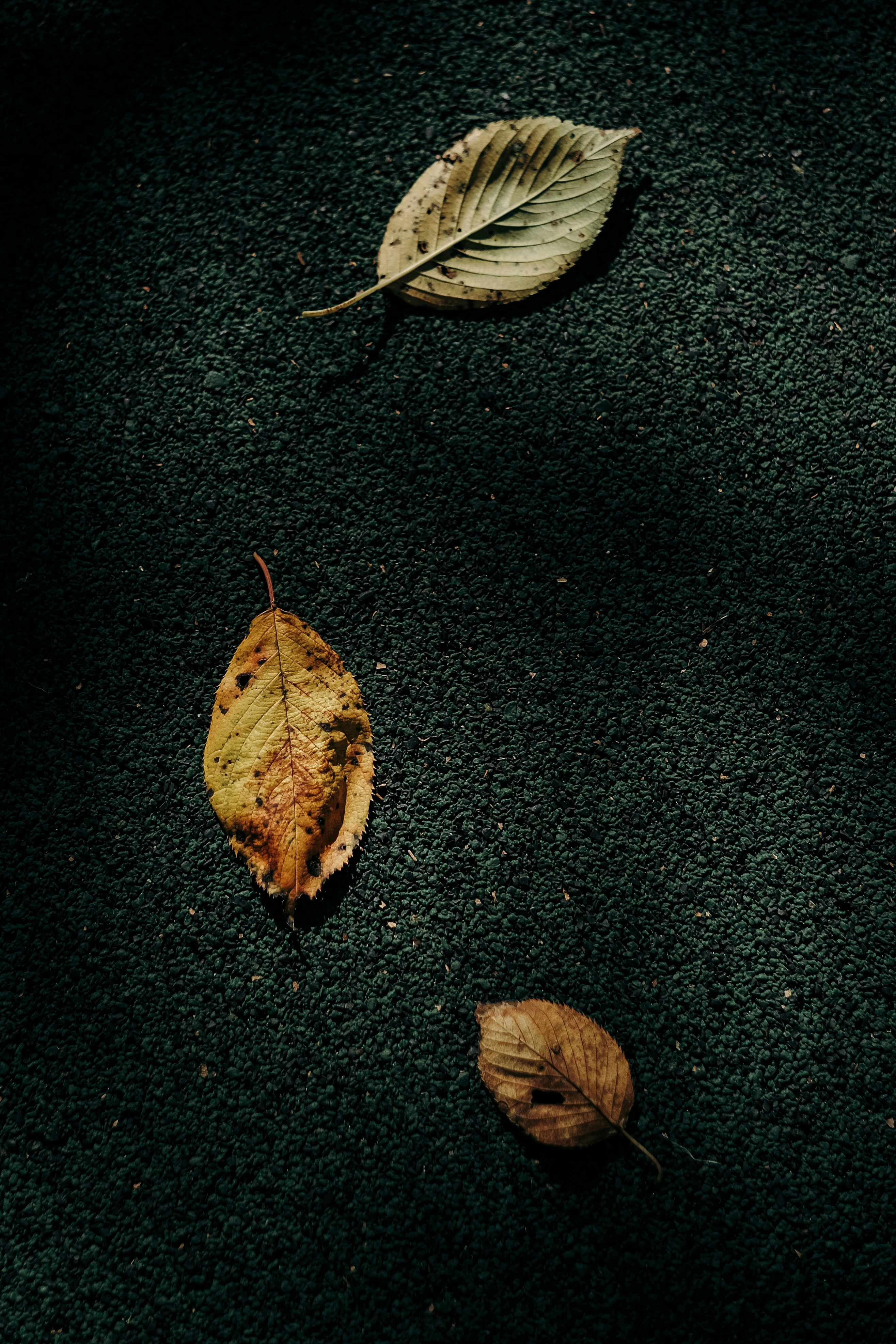 Three autumn leaves scattered on a textured green surface, capturing the essence of seasonal change.