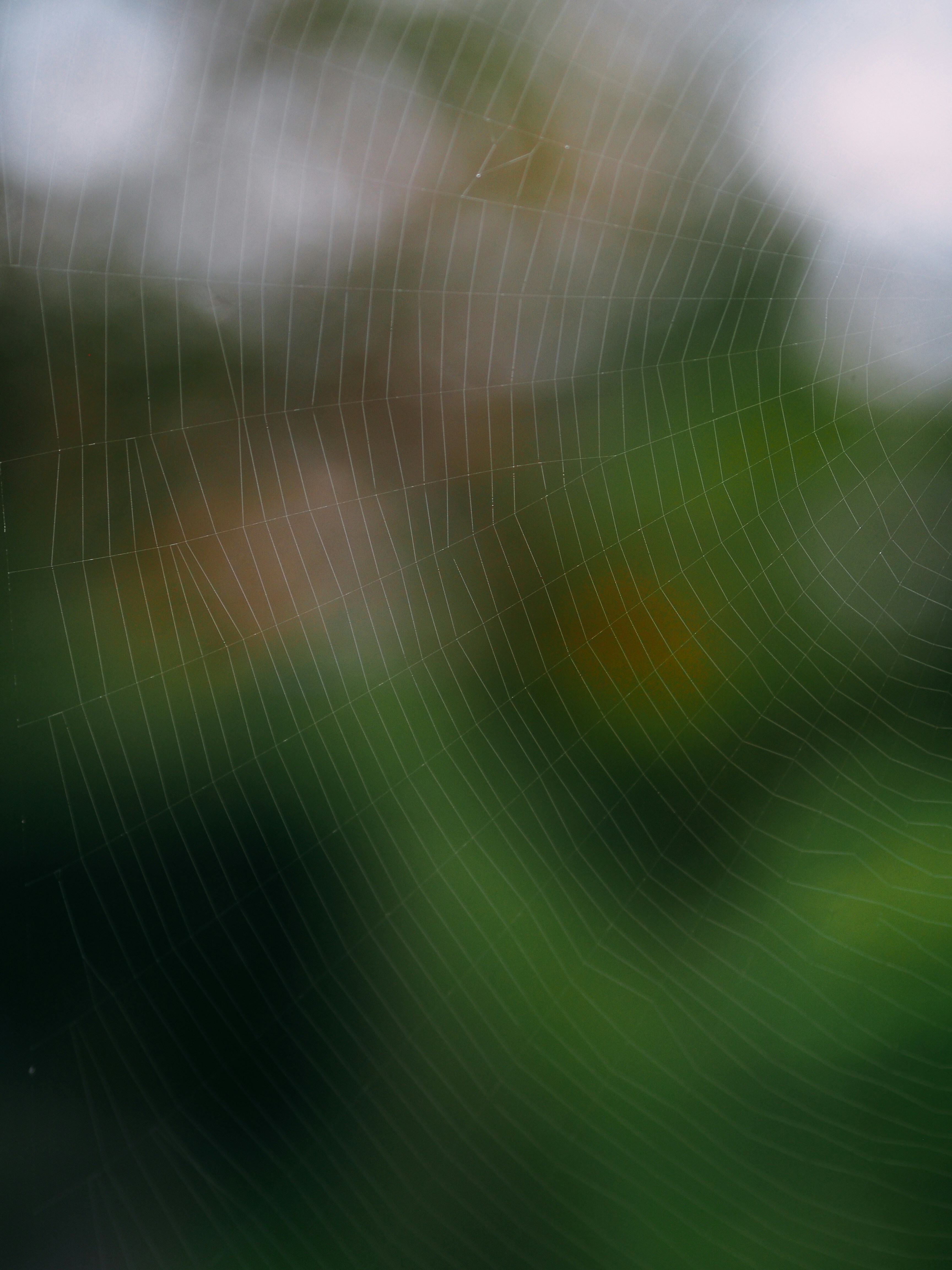 Delicate spider silk: a spiderweb catching morning light