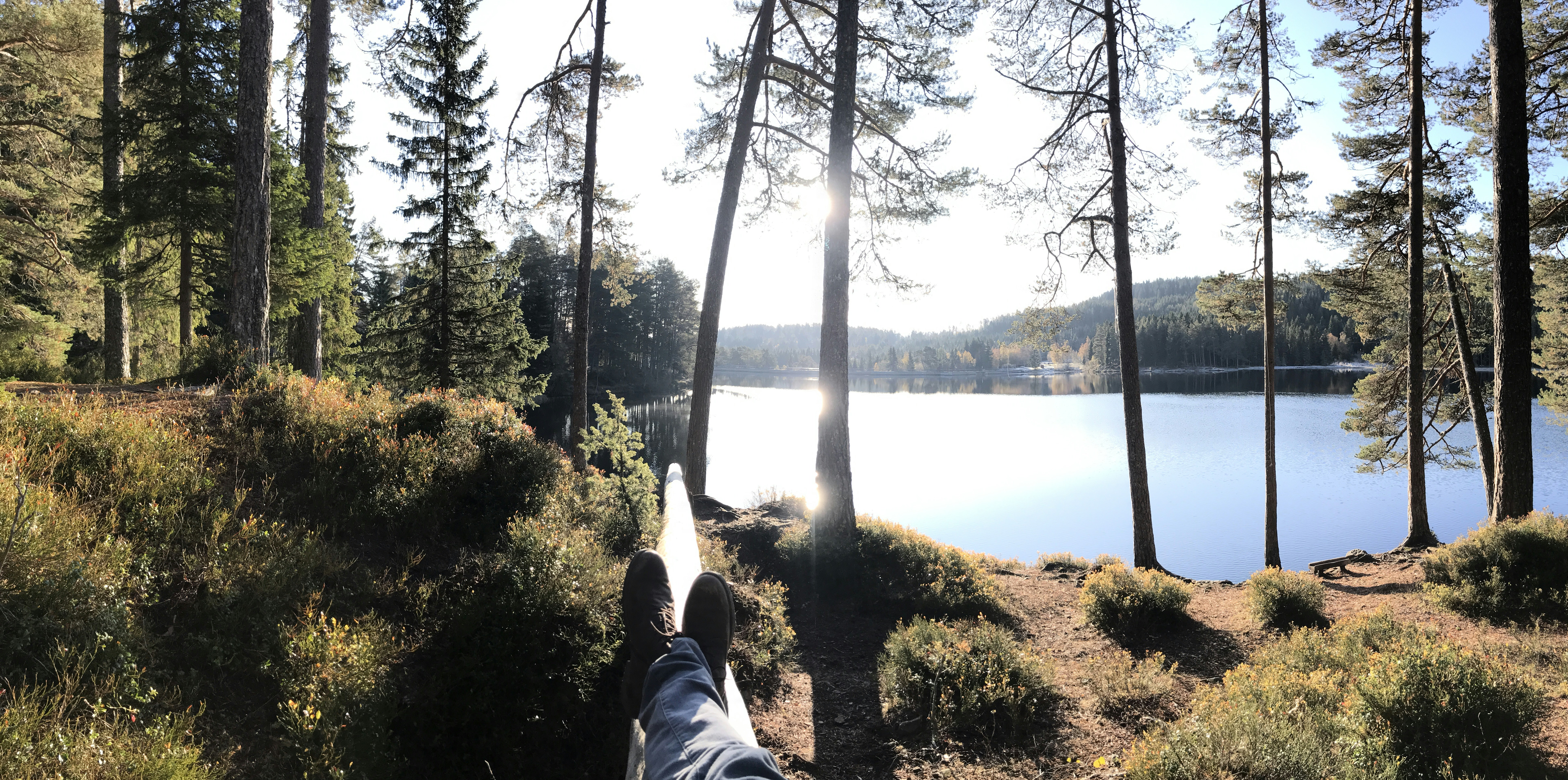 Tranquil Forest by the Lake