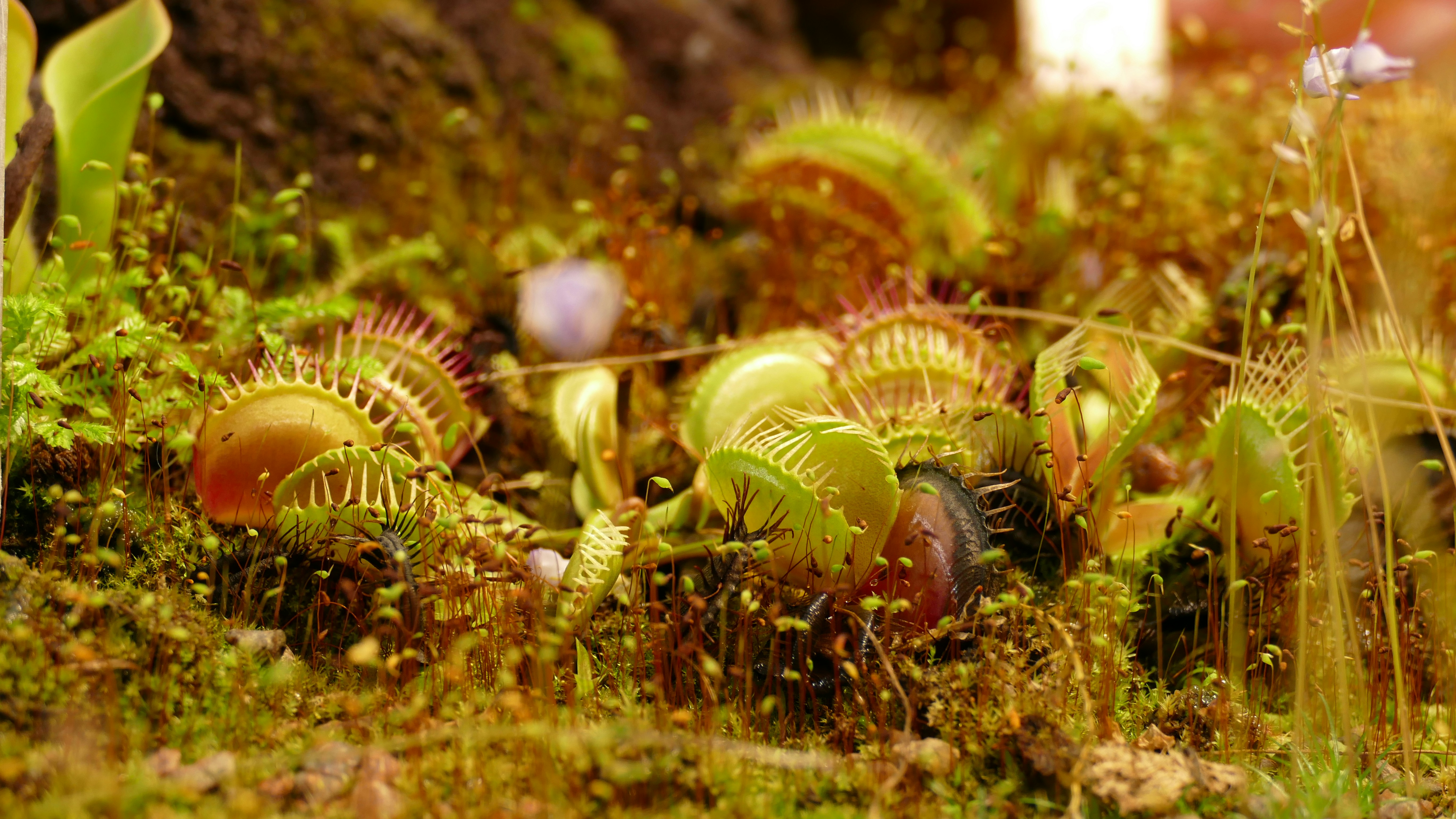 green ferns