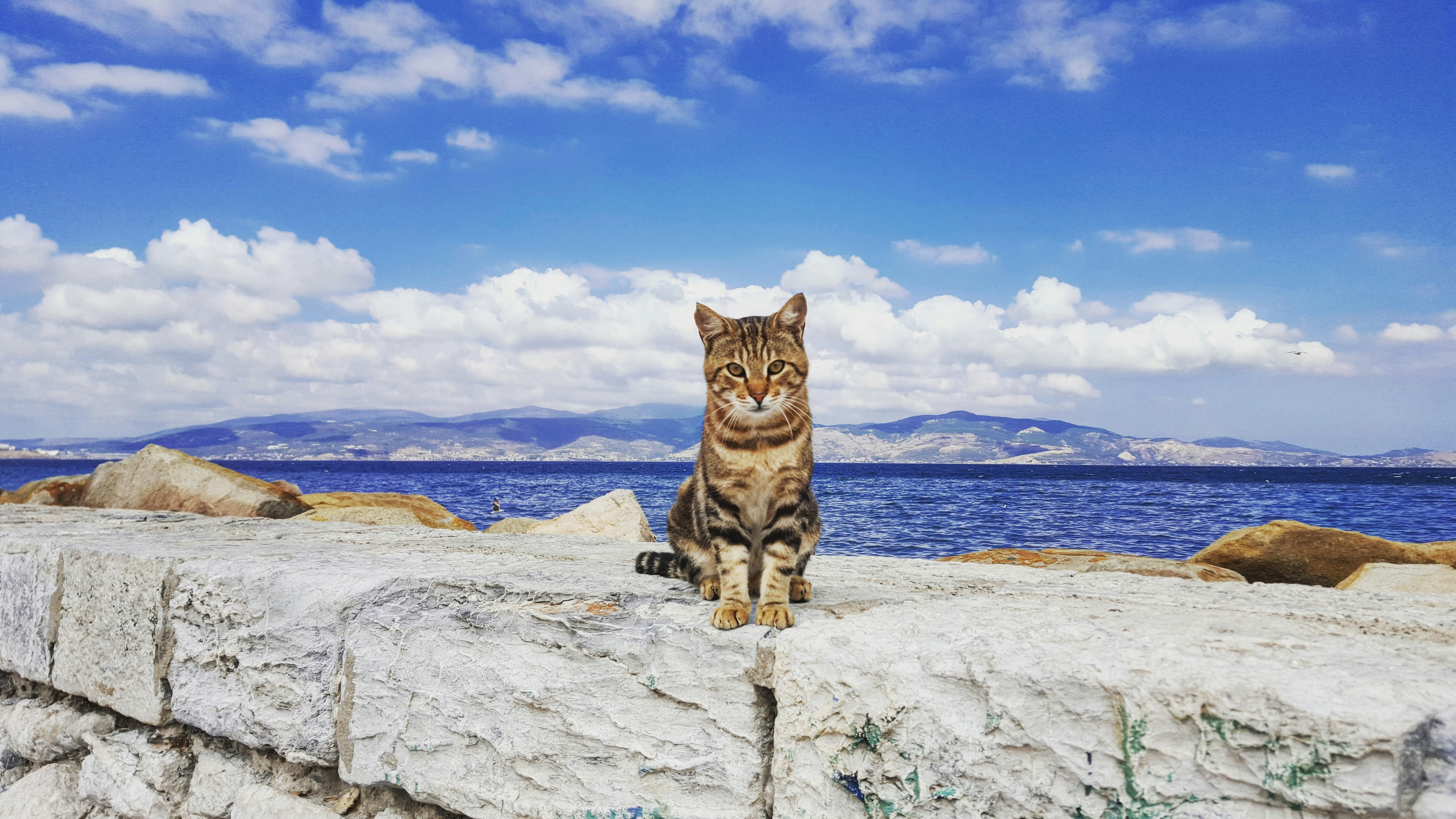 A tabby cat sits confidently on a stone wall overlooking a tranquil sea, framed by a vibrant sky and distant mountains.