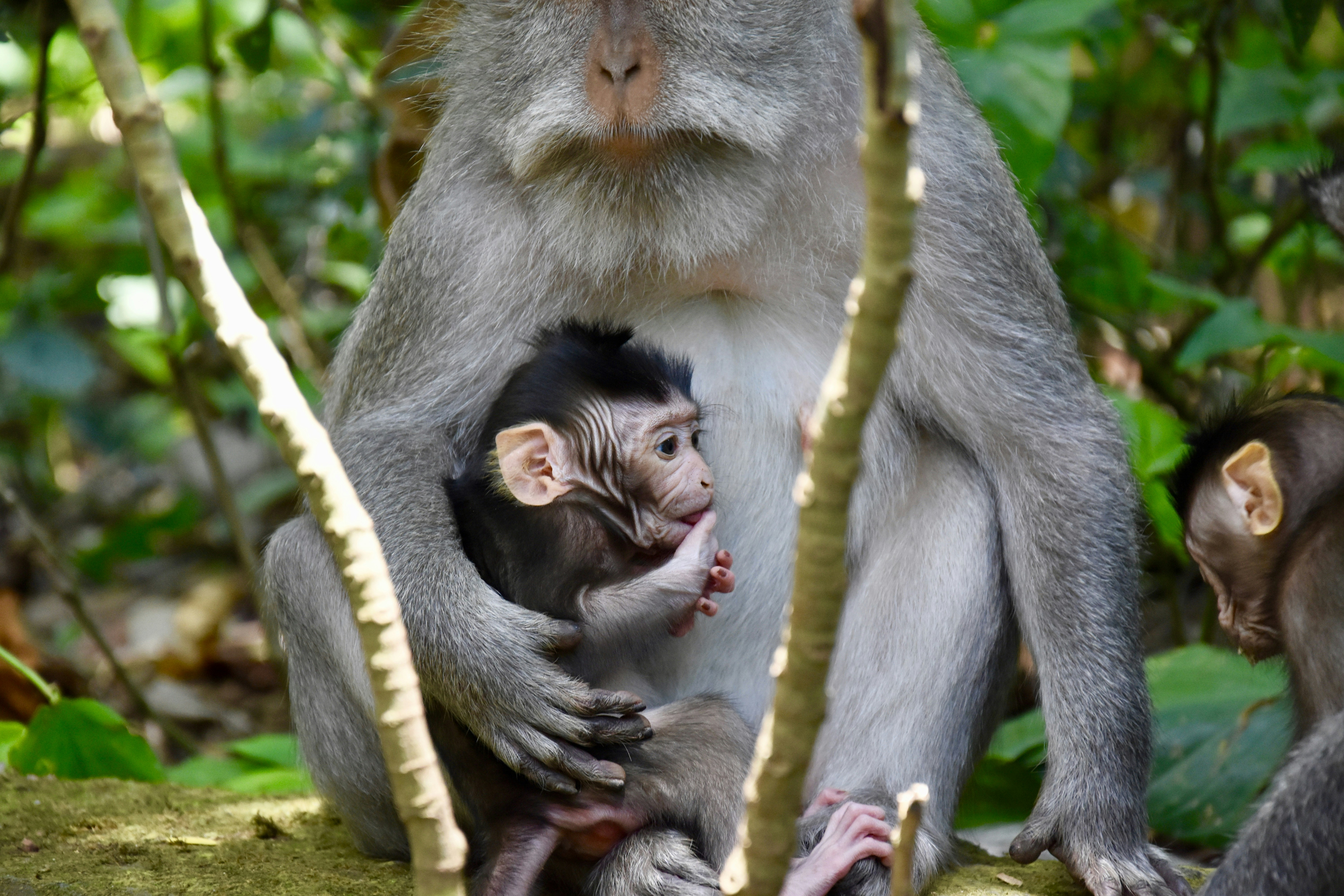 Foto Primates cerca de las plantas – Imagen Gris gratis en Unsplash