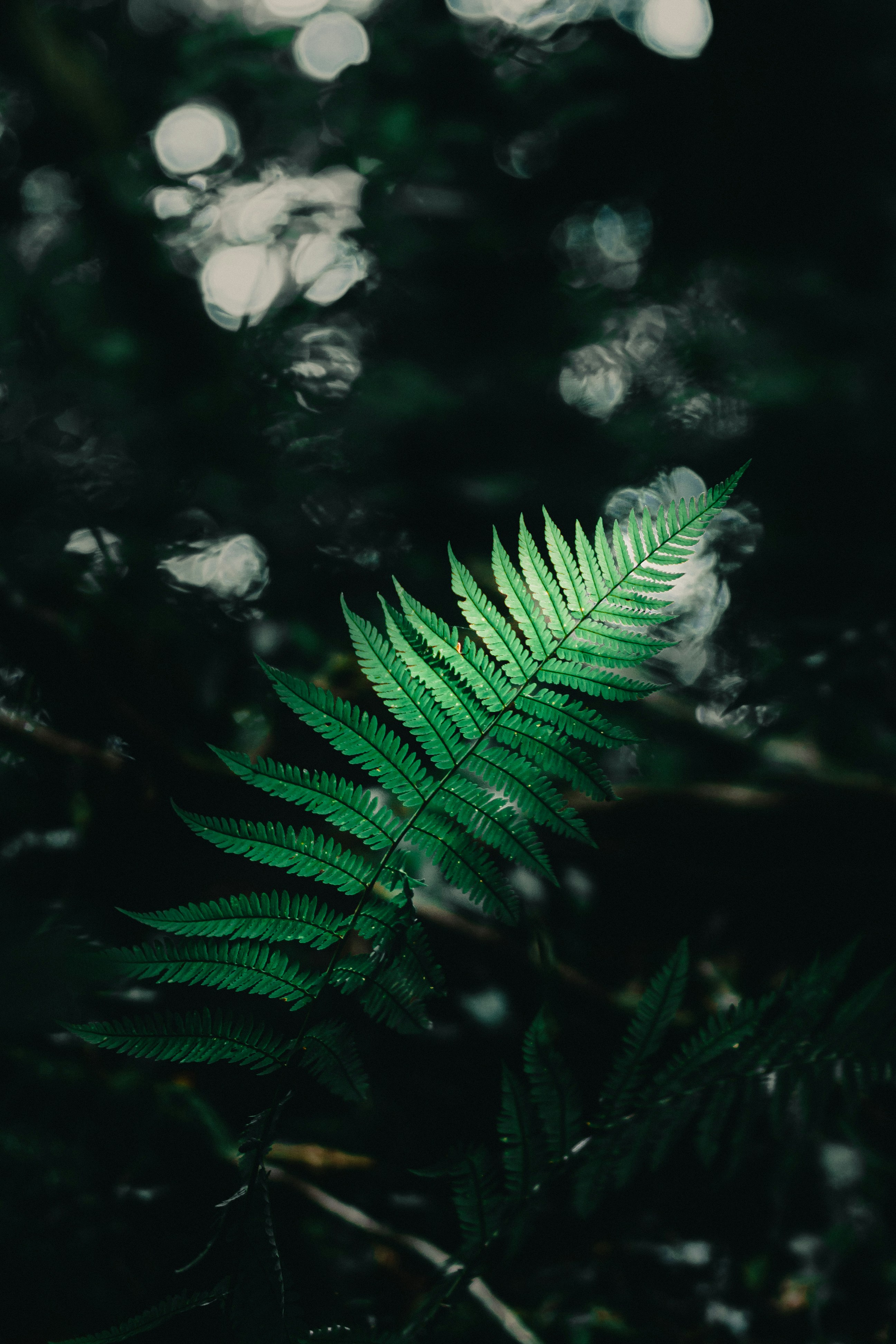 Deep Green Pictures | Download Free Images on Unsplash