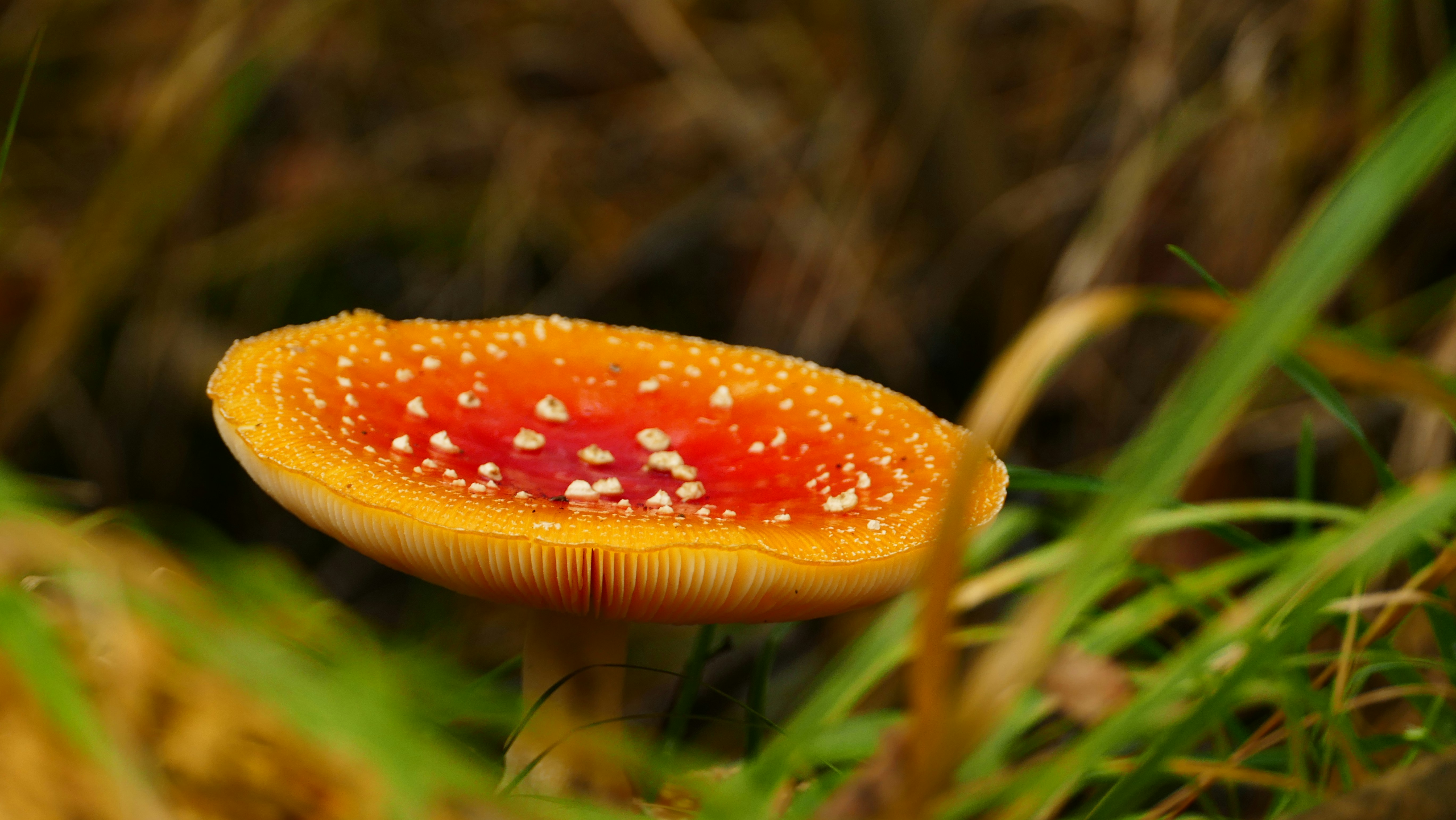 Orange-capped Speckled Mushroom Anchored in a Mossy Clearing