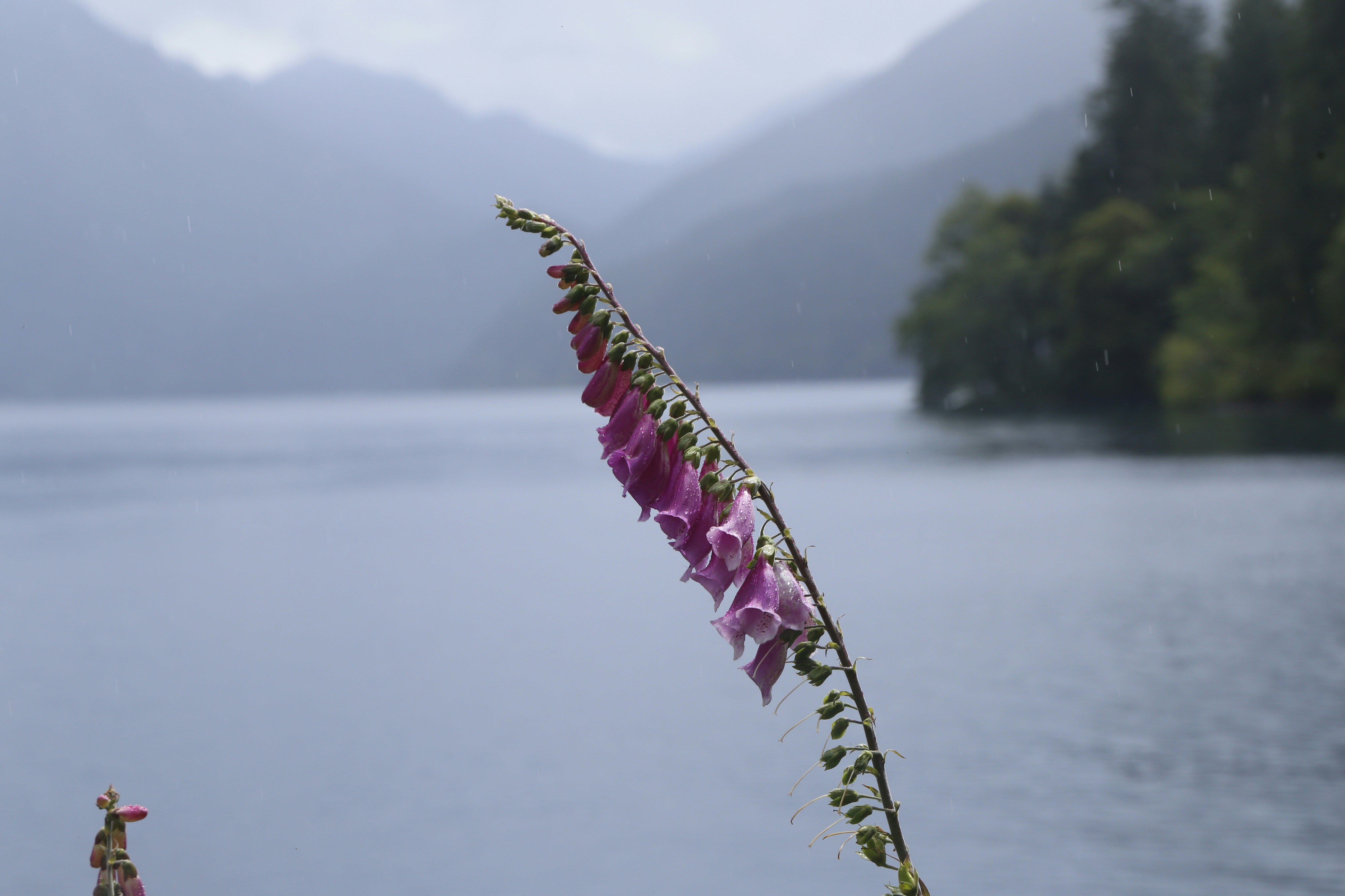 Foxglove Arching Toward a Misty Lakeside