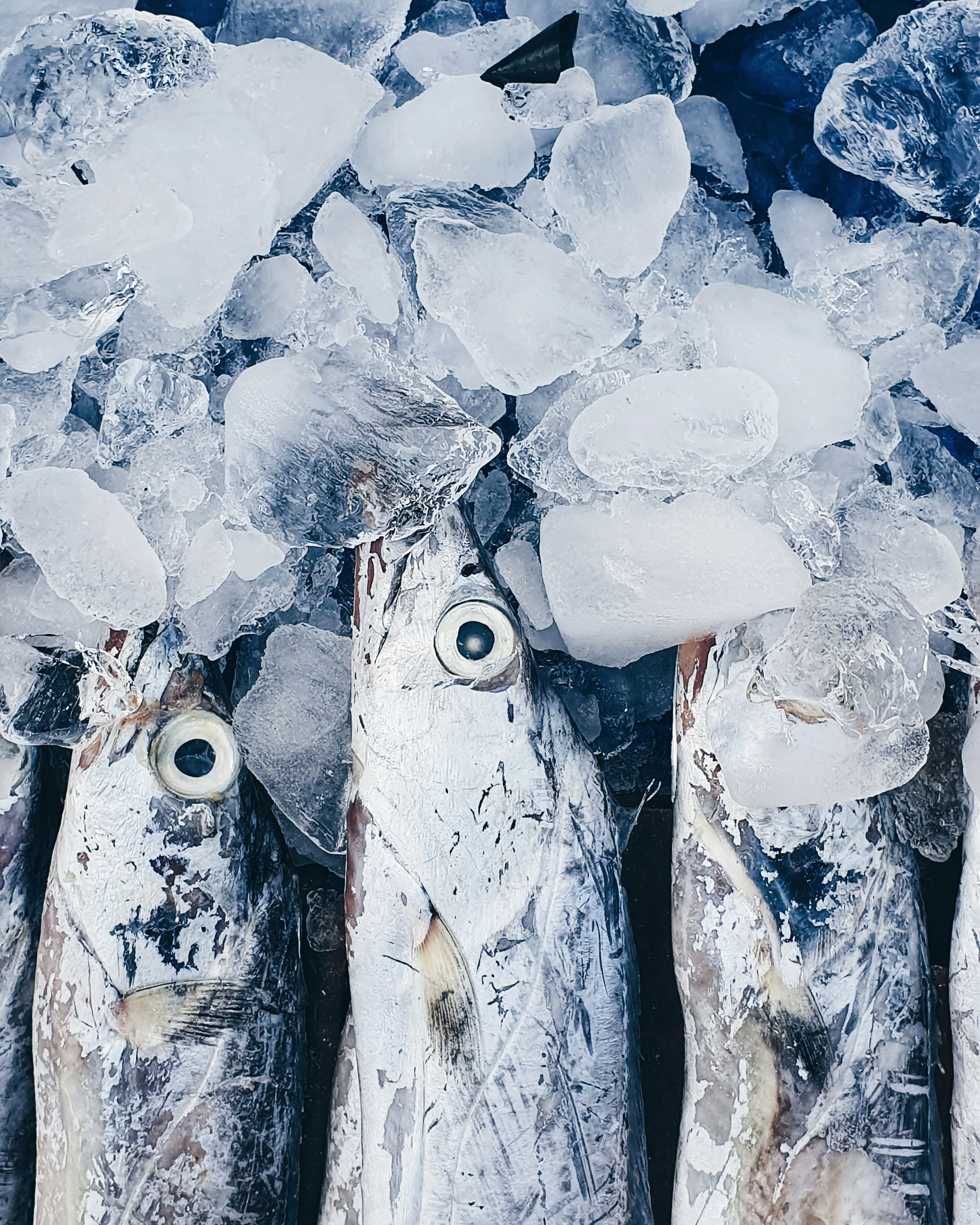 Grey fish with ice photo – Free Grey Image on Unsplash