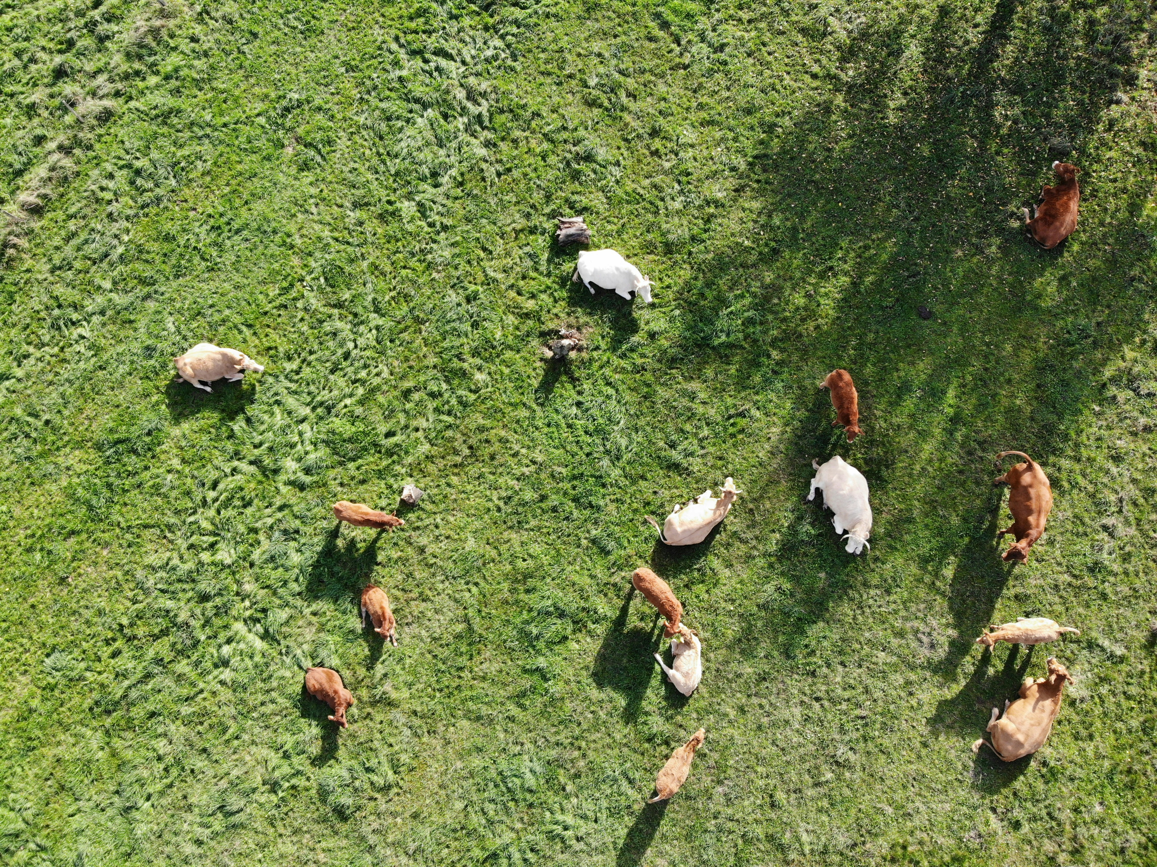 aerial photography of herd of animals on grass field
