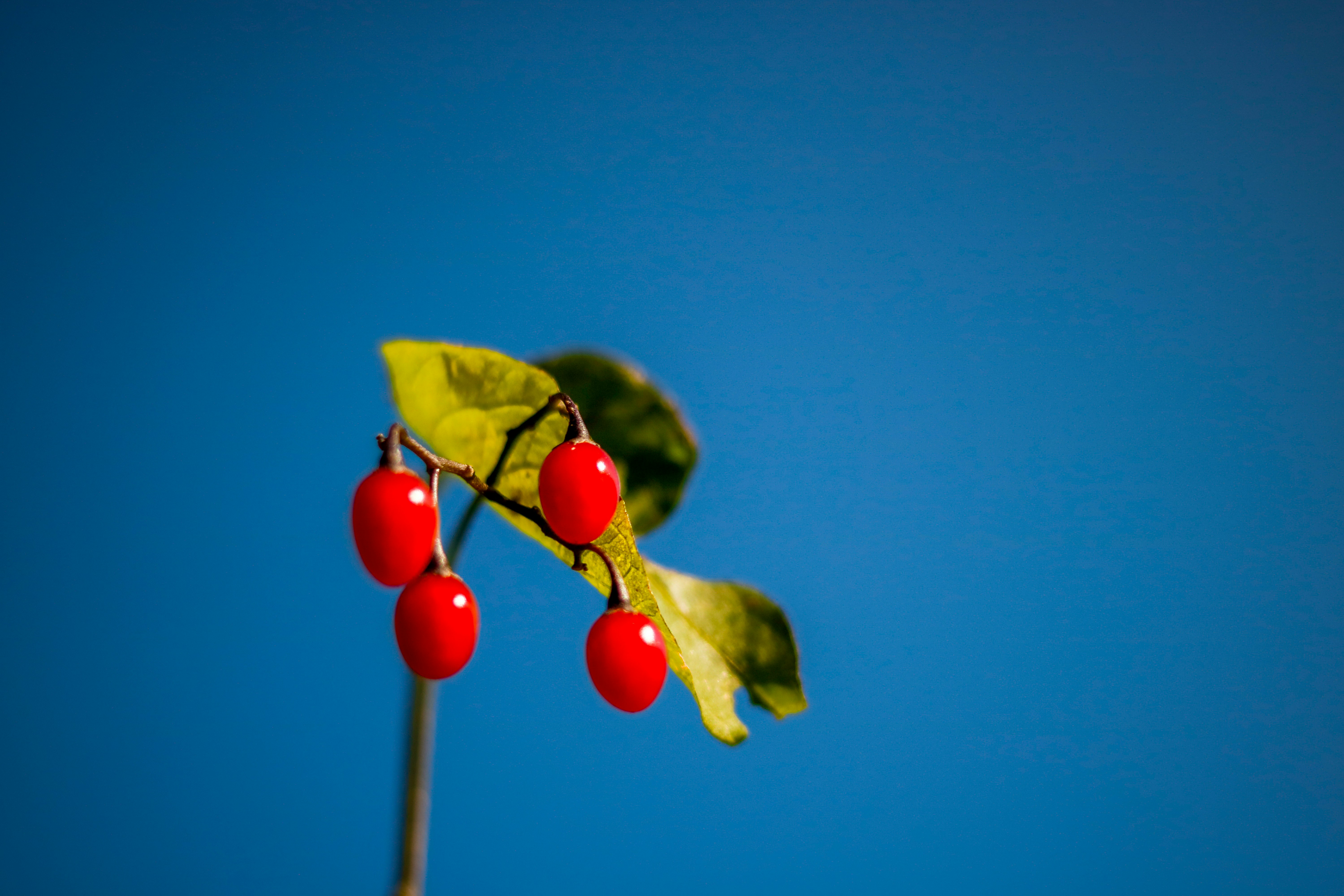 Four round red fruits photo – Free Food Image on Unsplash