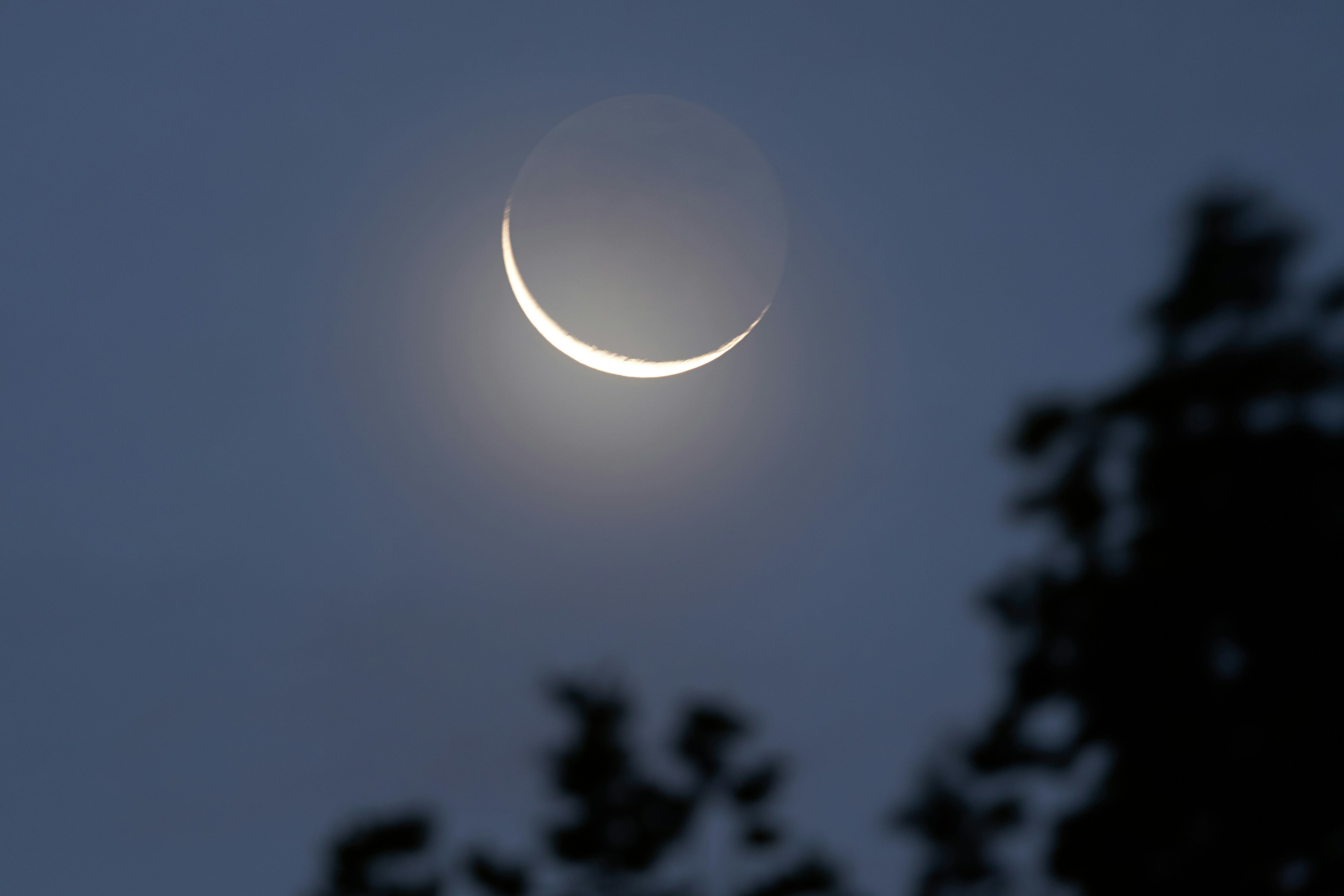 Dusk Crescent over Quiet Pines: A Moonlit Silhouette