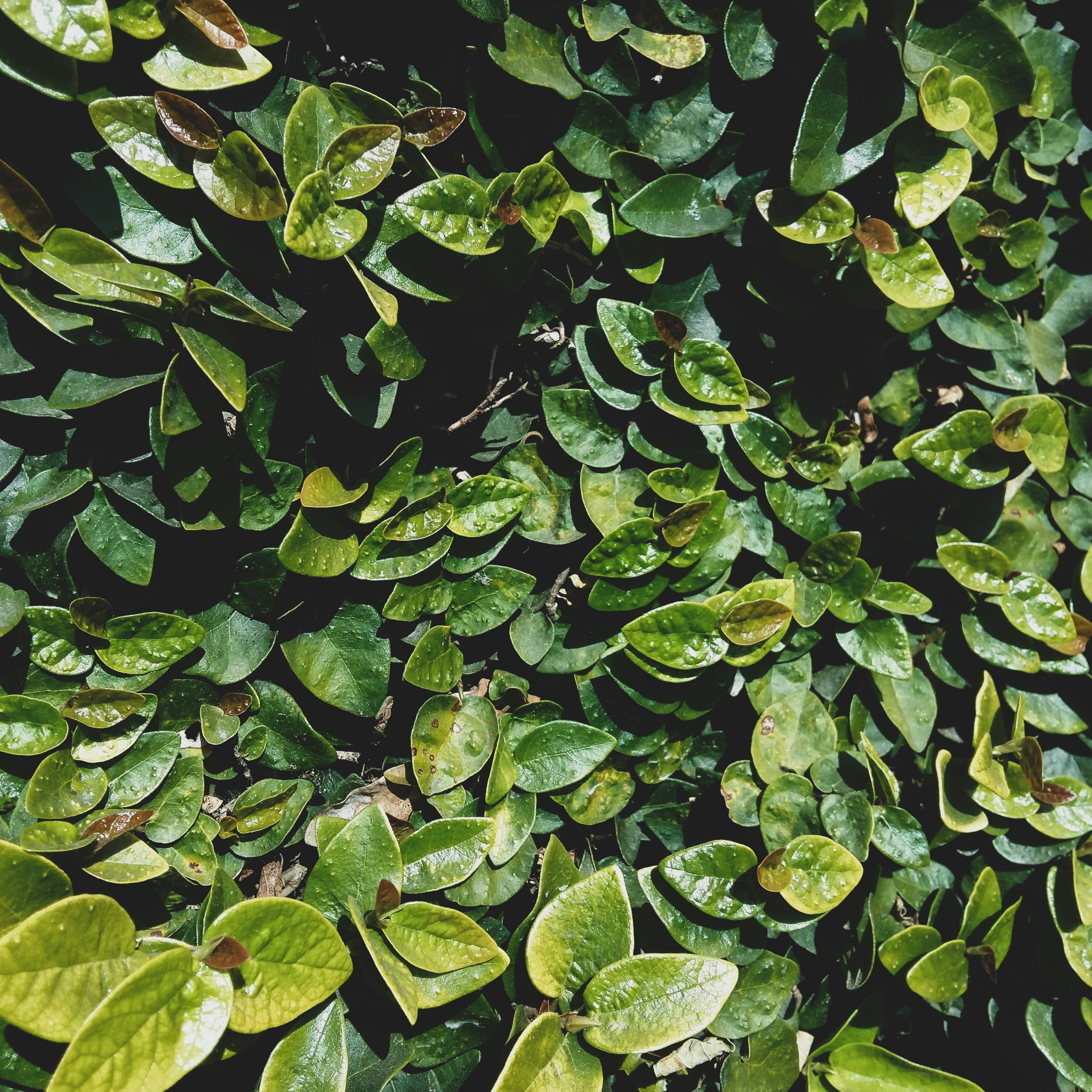 Lush green leaves densely layered on the ground, showcasing various shades and textures. The composition highlights the intricate beauty of foliage.