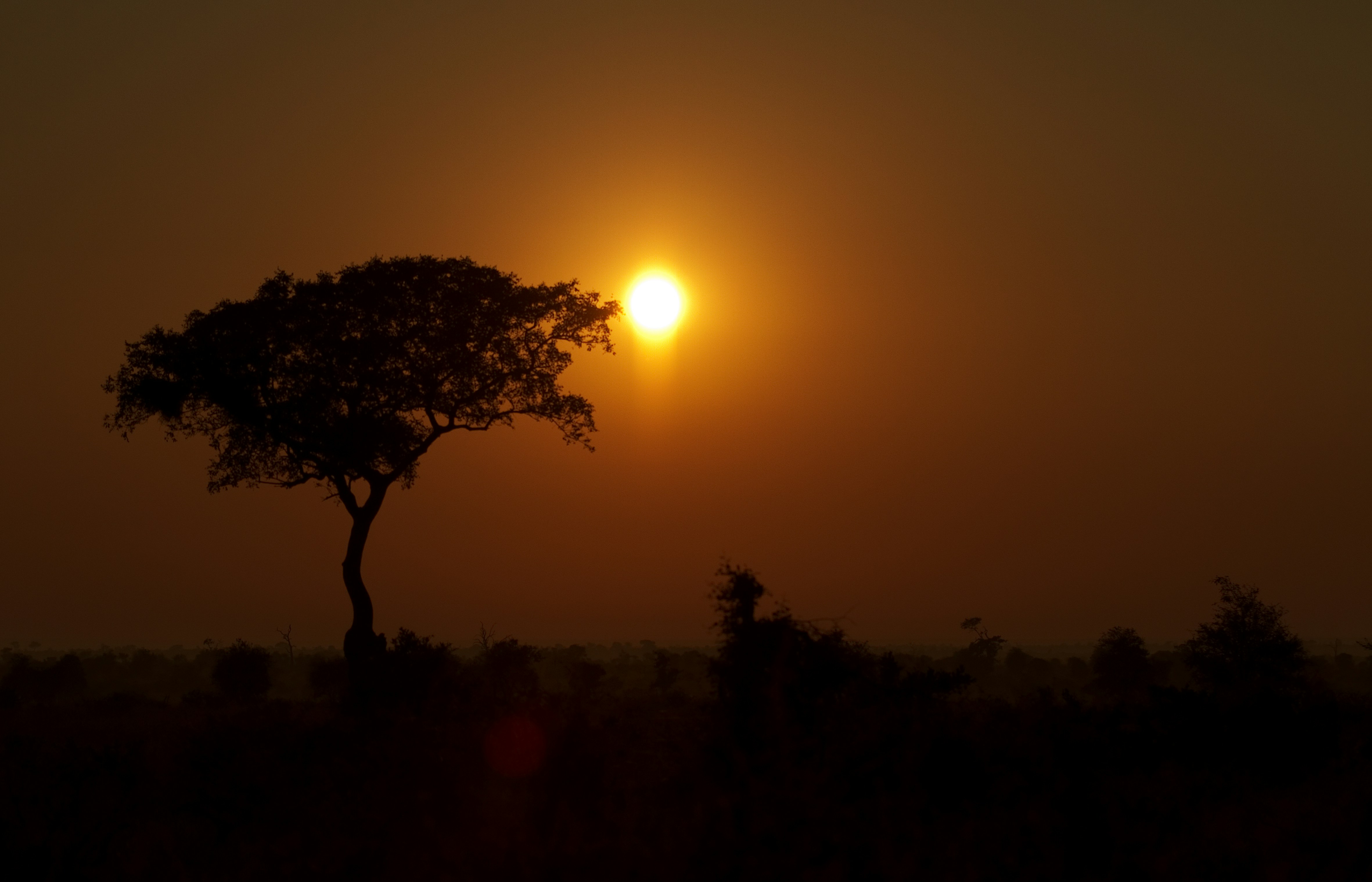 A lone tree silhouetted against a glowing sunset, casting a serene atmosphere over the landscape.