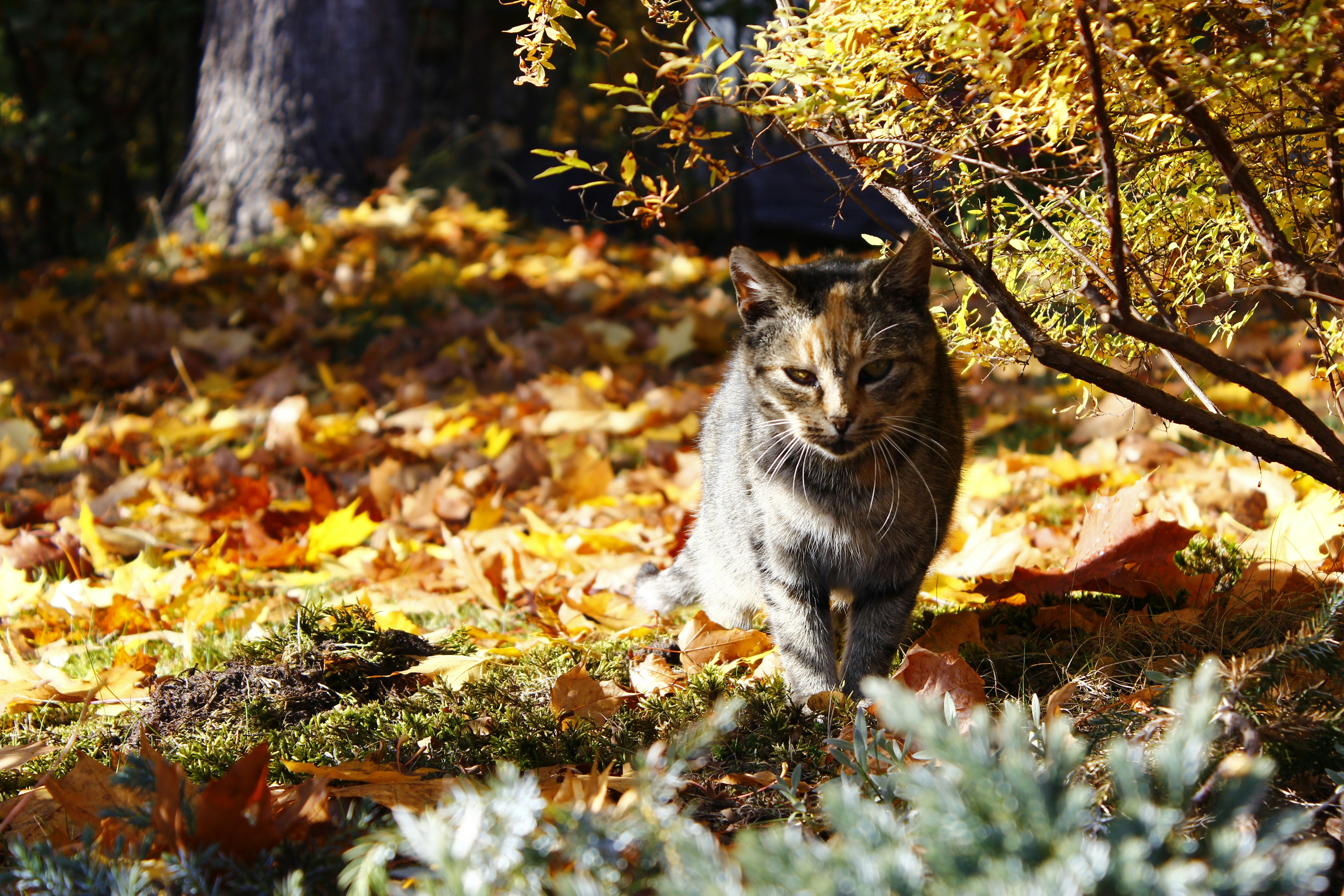 Chat calicot photo – Image gratuite de Chat sur Unsplash