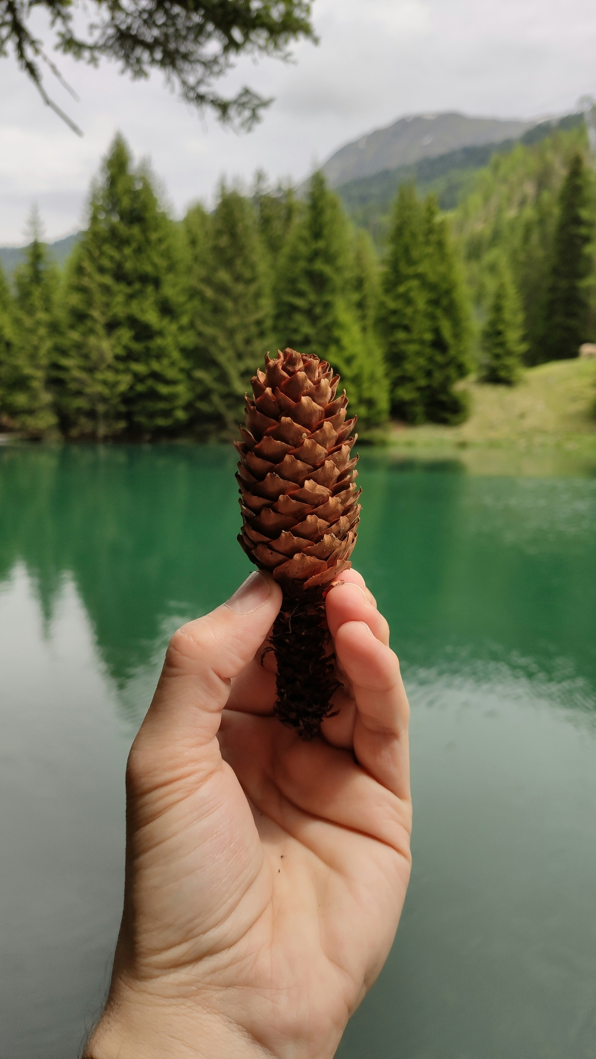 Nature's Handheld Treasure: A Pine Cone's Journey