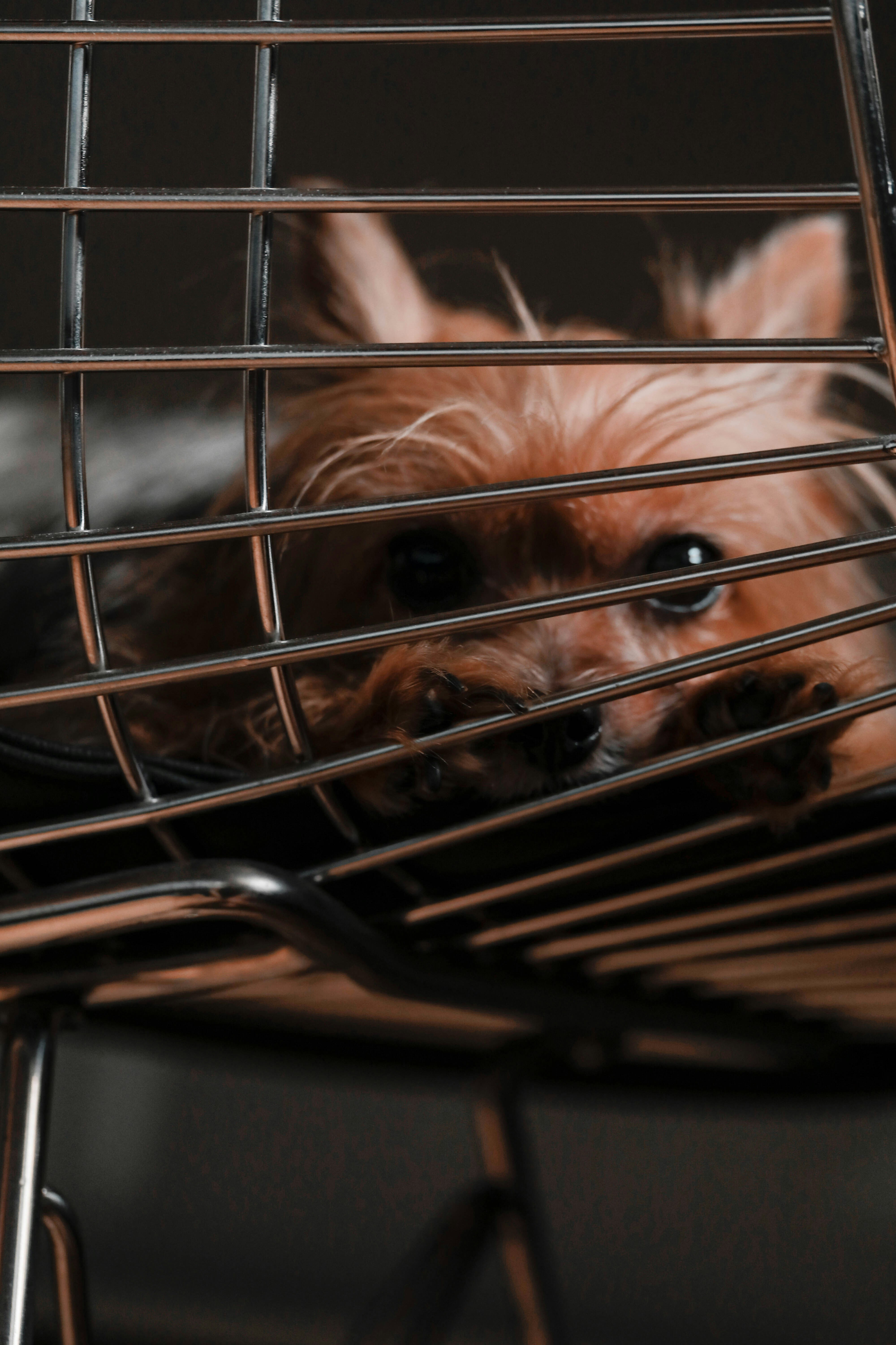 Curled Hope: A Paws Behind the Grill Bars