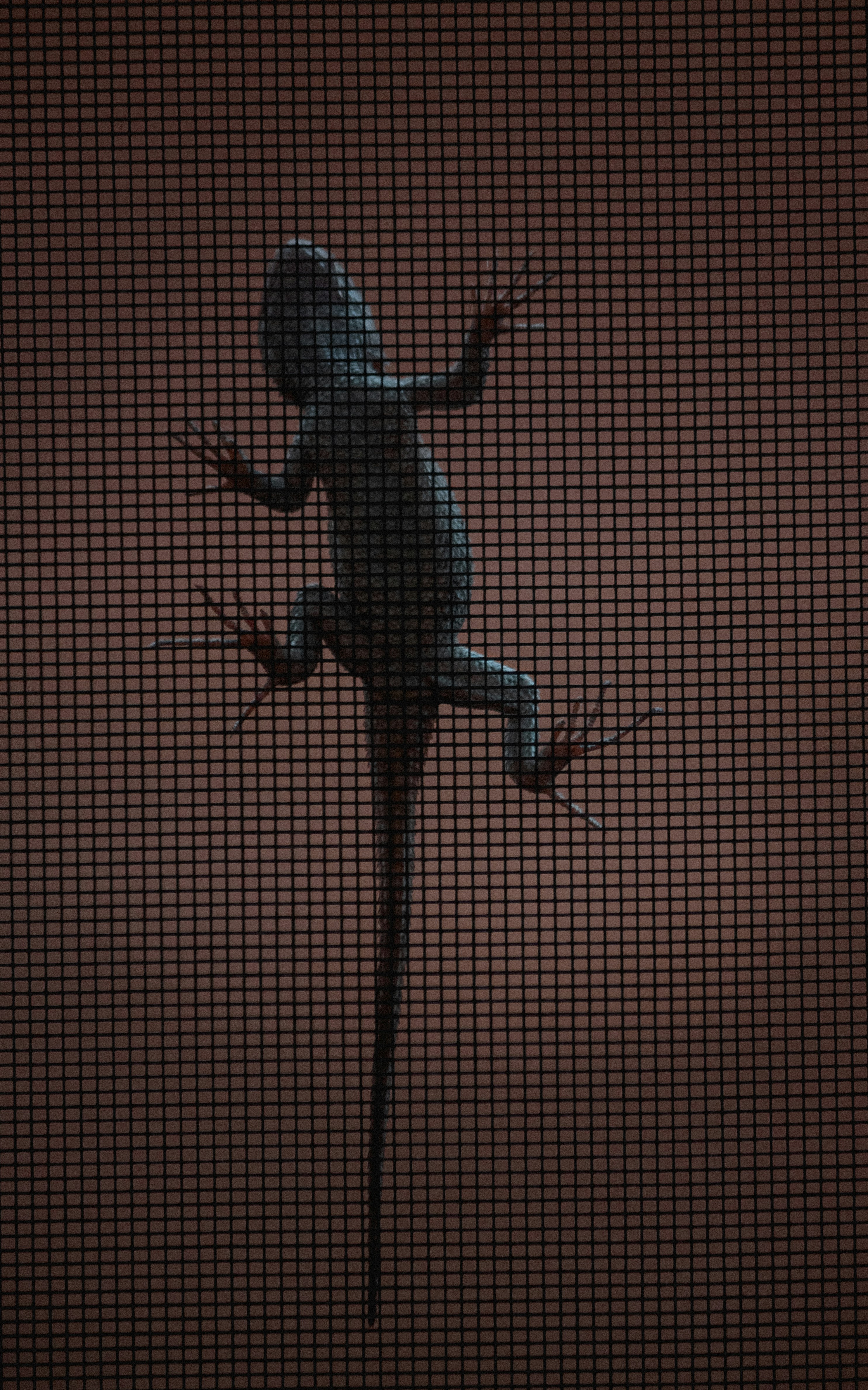 Jusa a cool lizard:)